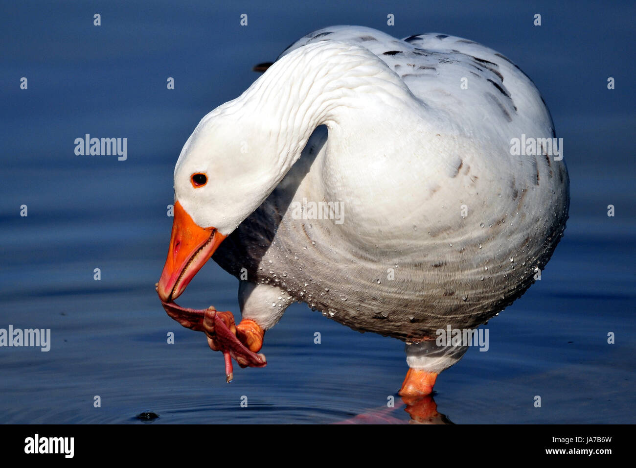 bird, birds, goose, bird, birds, wing, beak, feathering, goose, fresh ...