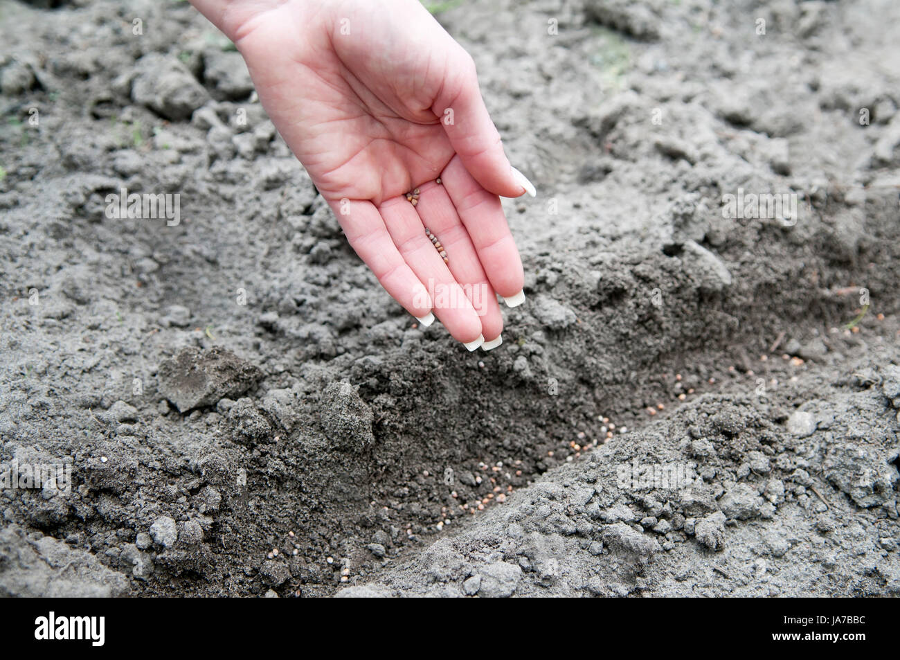 hand sowing radish seeds Stock Photo - Alamy