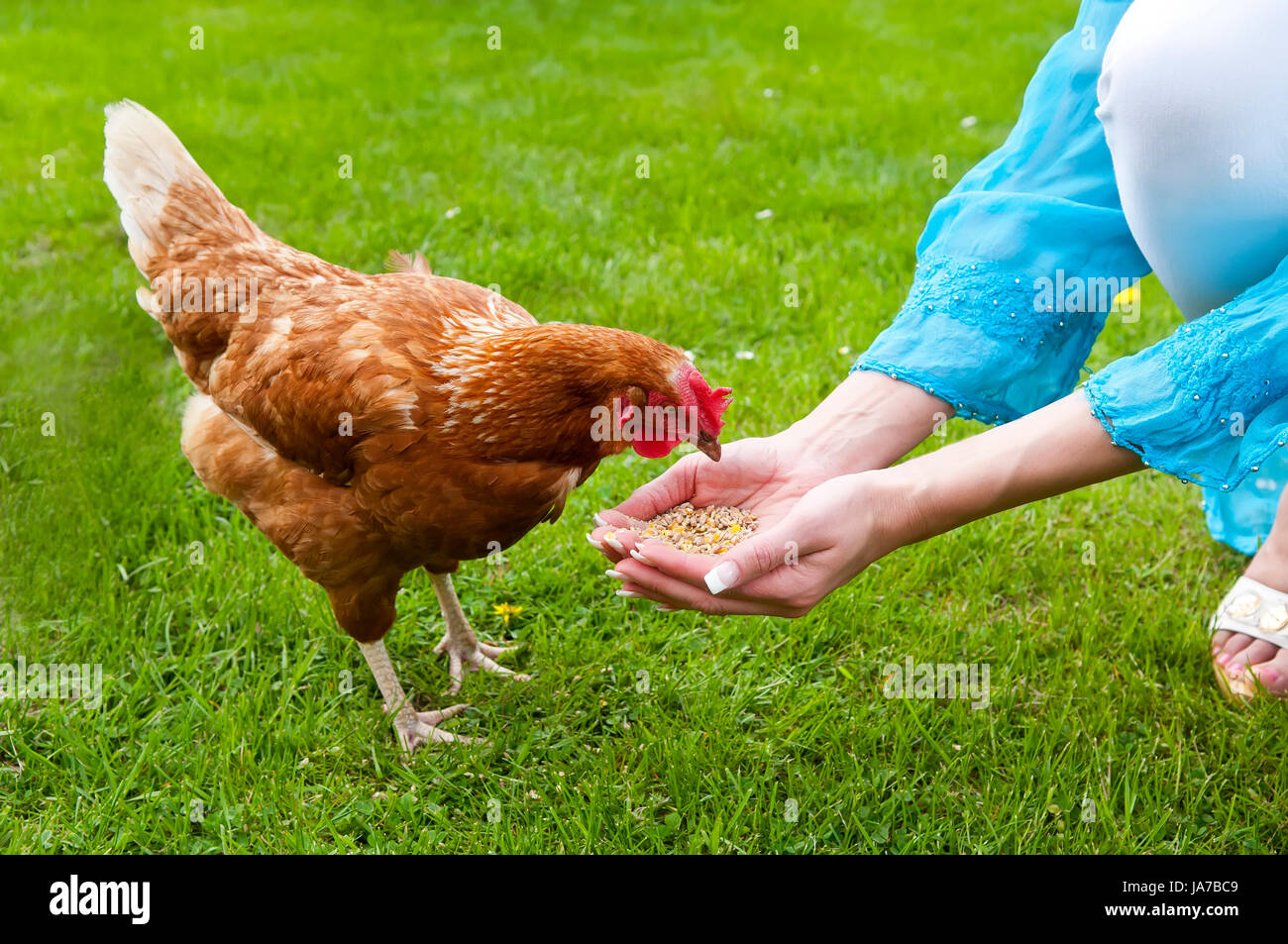 hand, fodder, to gorge, engulf, devour, feed, chicken, peck, hen ...