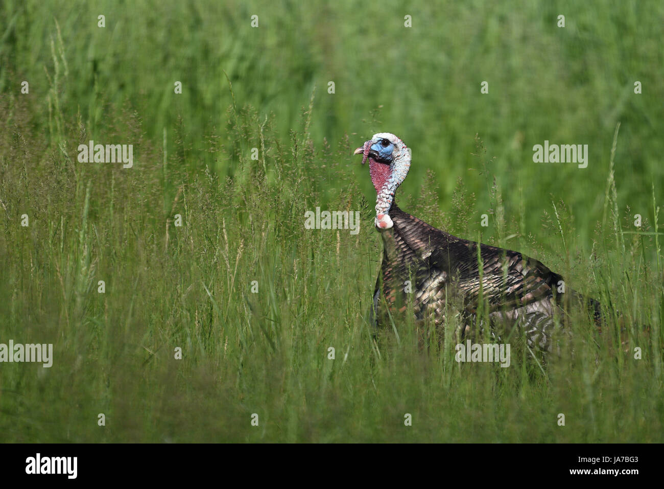 Tom turkey hi-res stock photography and images - Alamy