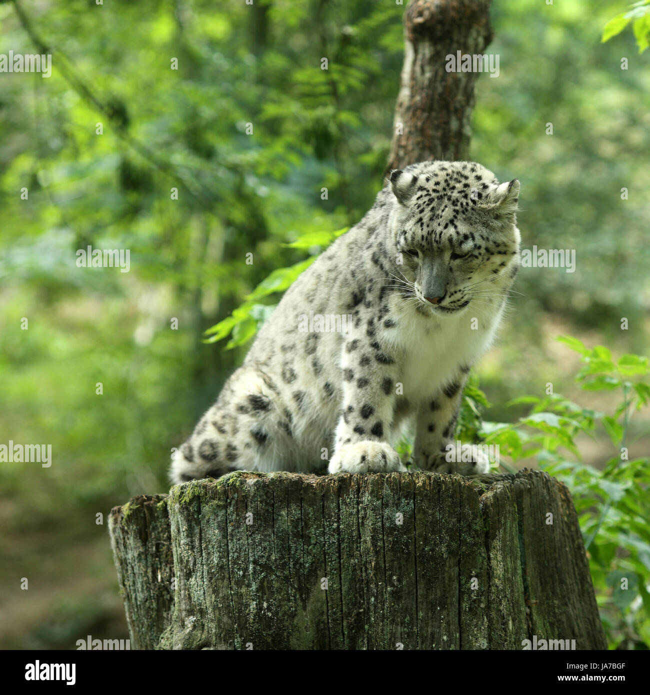 animal, mammal, predator, feline, carnivorous, zoo, wildlife, captivity ...