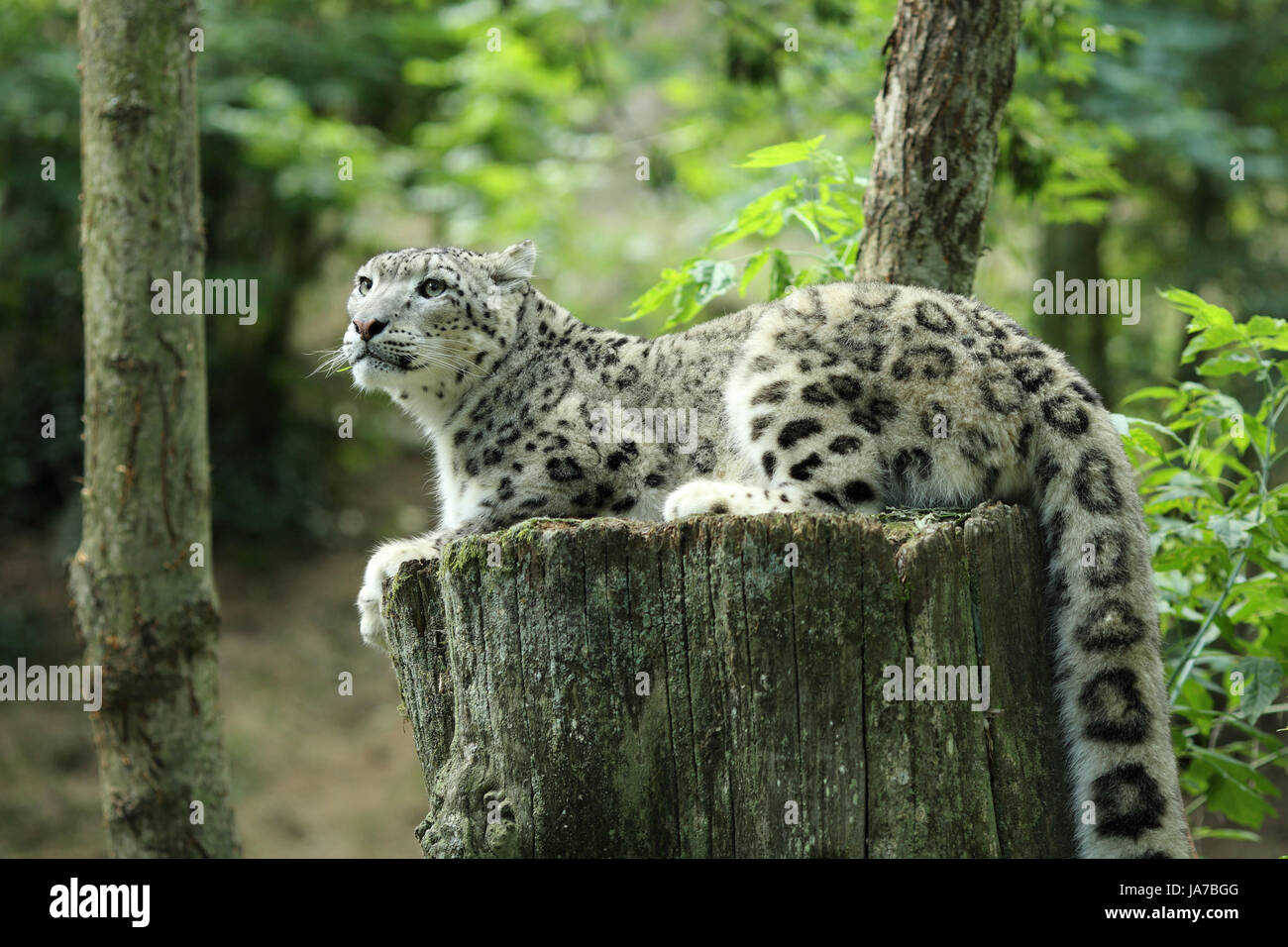 animal, mammal, predator, feline, carnivorous, zoo, wildlife, captivity ...