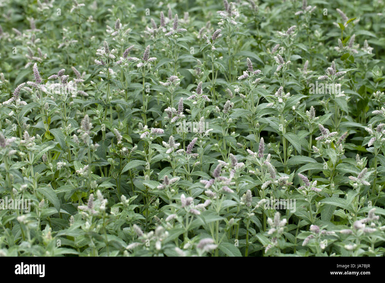 leaf, garden, mint, herb, peppermint, backdrop, background, leaf, macro ...