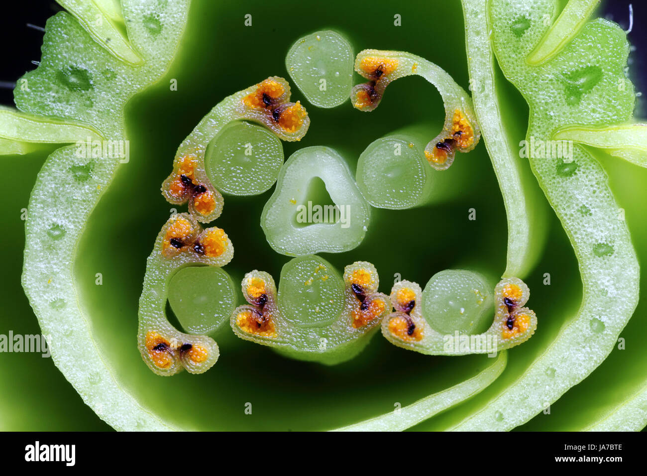 Lily cross section hi-res stock photography and images - Alamy Lily cross section hi-res stock photography and images - Alamy