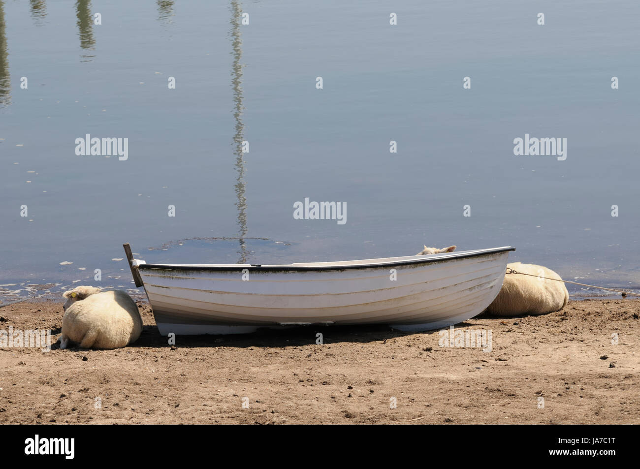 sheep in the boot Stock Photo - Alamy