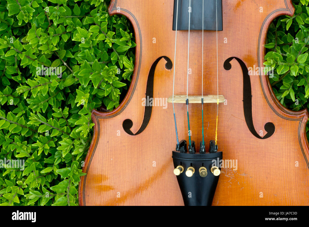 concert, green, violin, folk music, orchestra, concert, music, musical ...