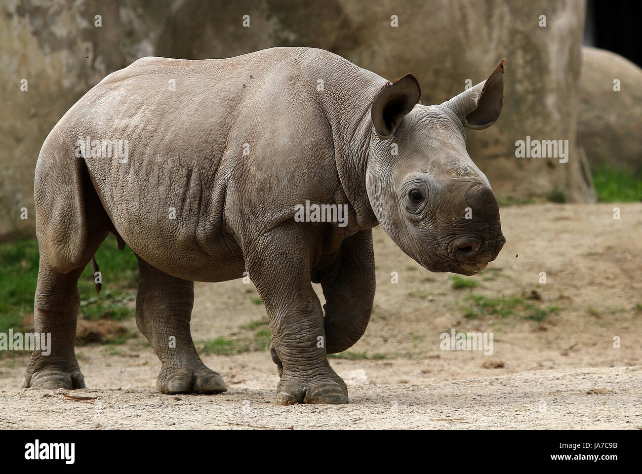 mammal, africa, namibia, portrait, offspring, young animal, game ...