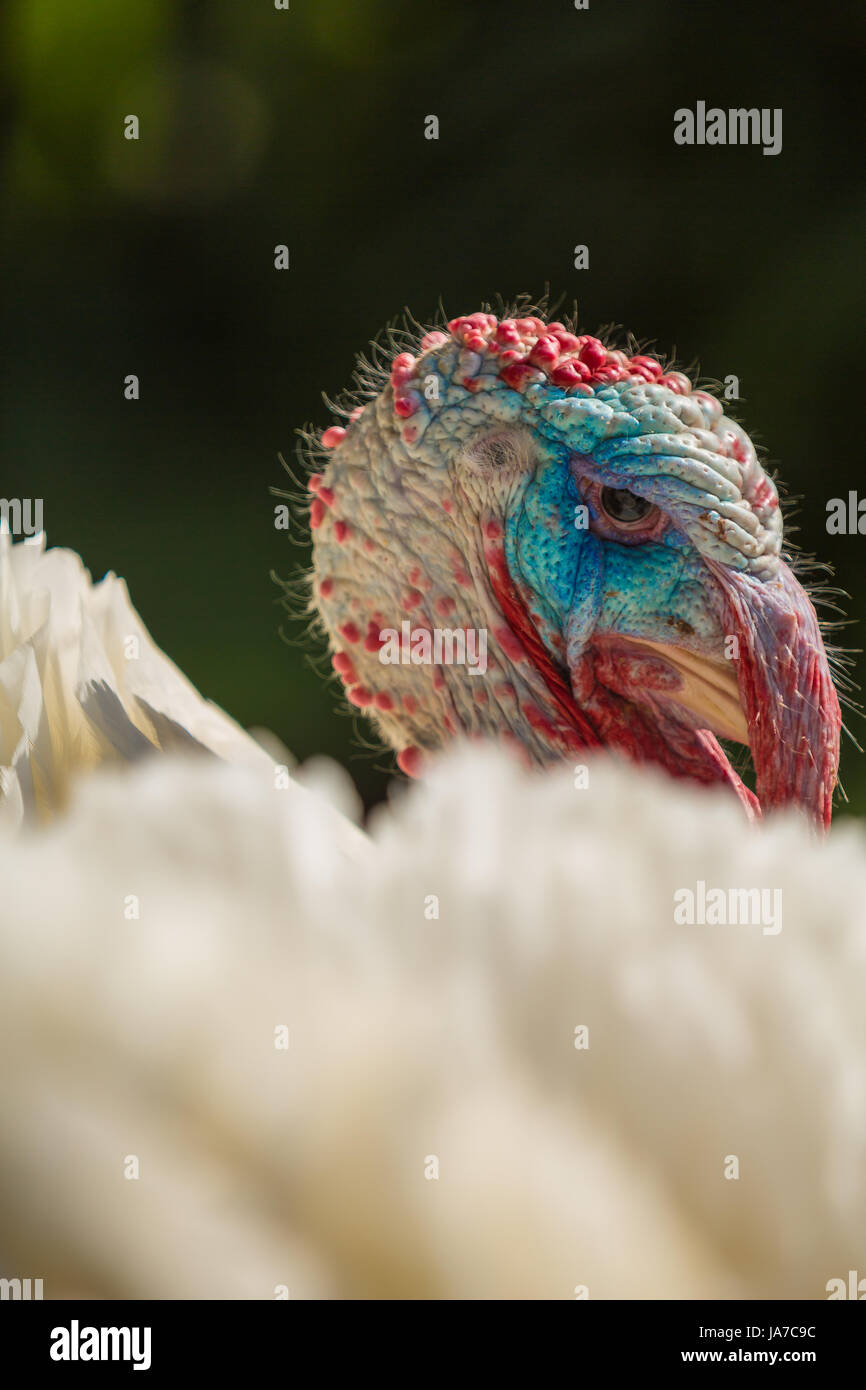 bird, eye, organ, birds, animal portrait, turkey, multicoloured, head ...