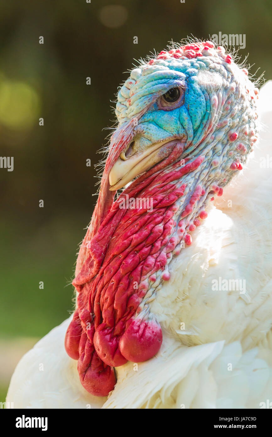bird, eye, organ, birds, animal portrait, turkey, multicoloured, head ...