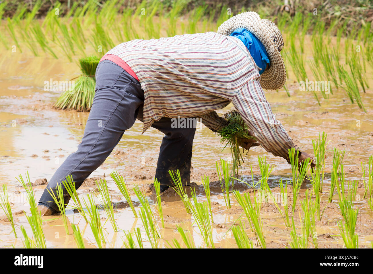 plant, asia, agriculture, farming, useful plant, field, paddy field ...