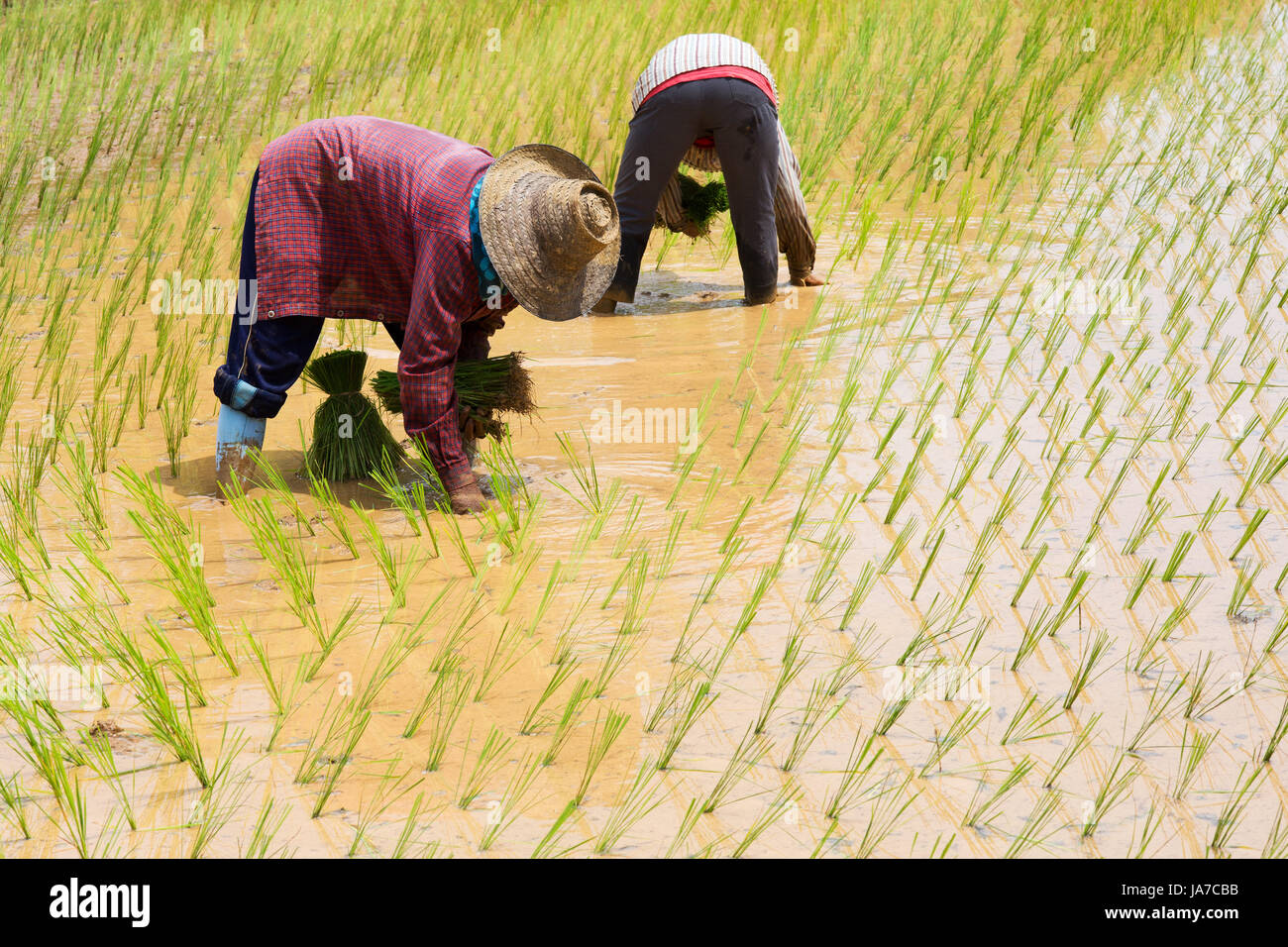 plant, asia, agriculture, farming, useful plant, field, paddy field ...