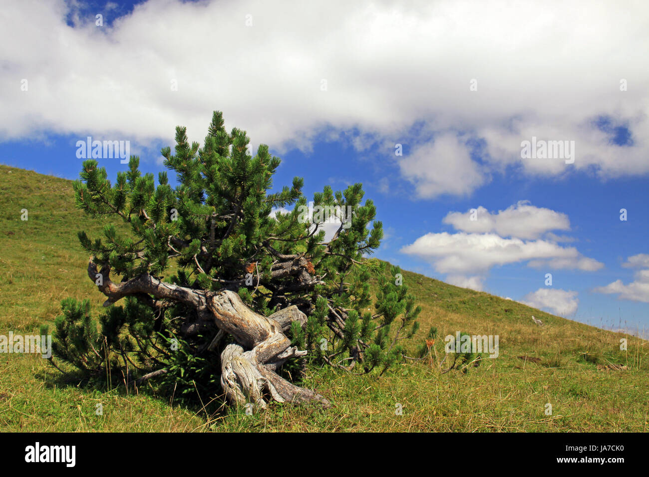 pine, alps, mountain pine, pine, alps, flora, conifer, alpine ...