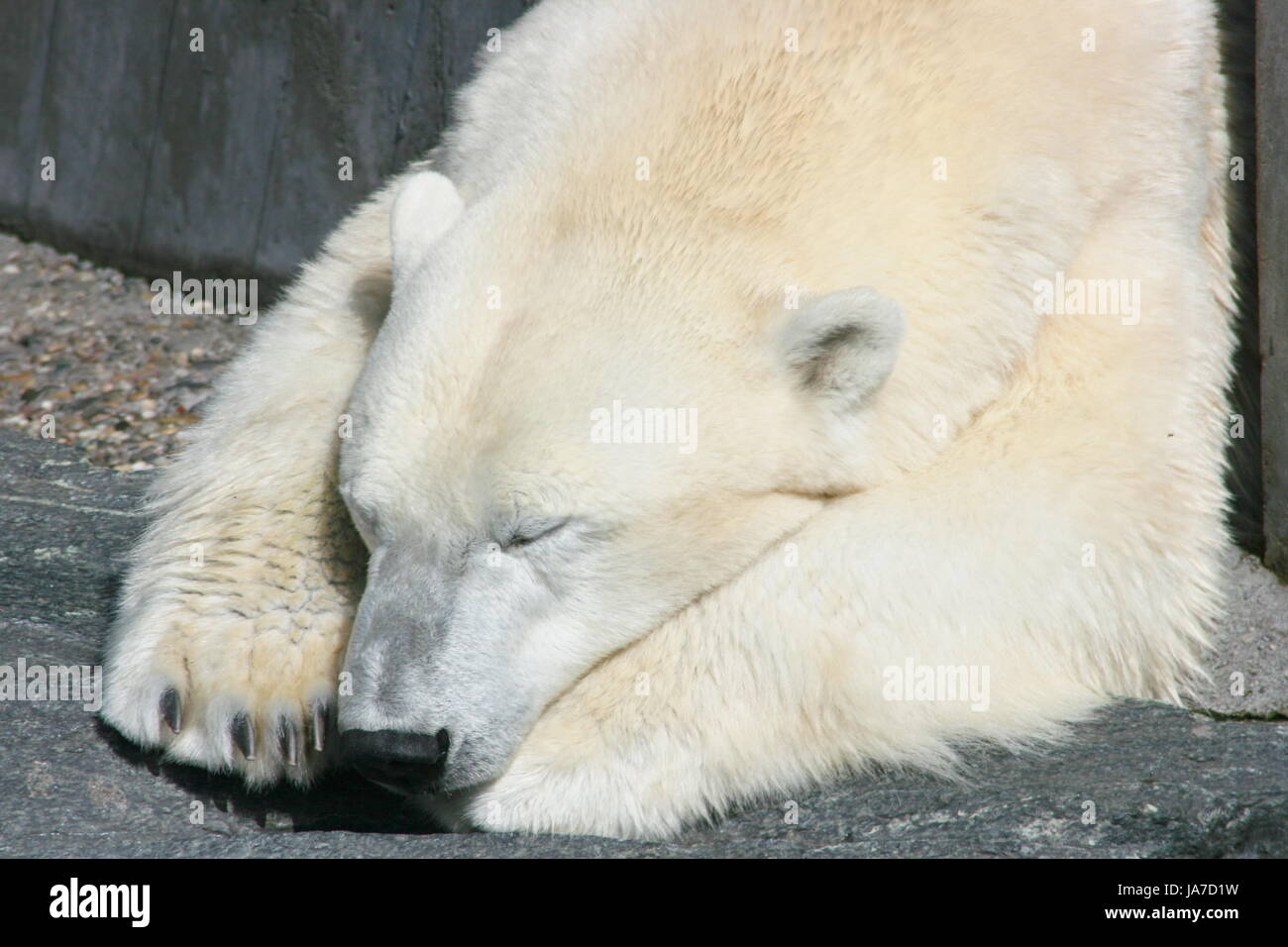 sleeping polar bear Stock Photo - Alamy