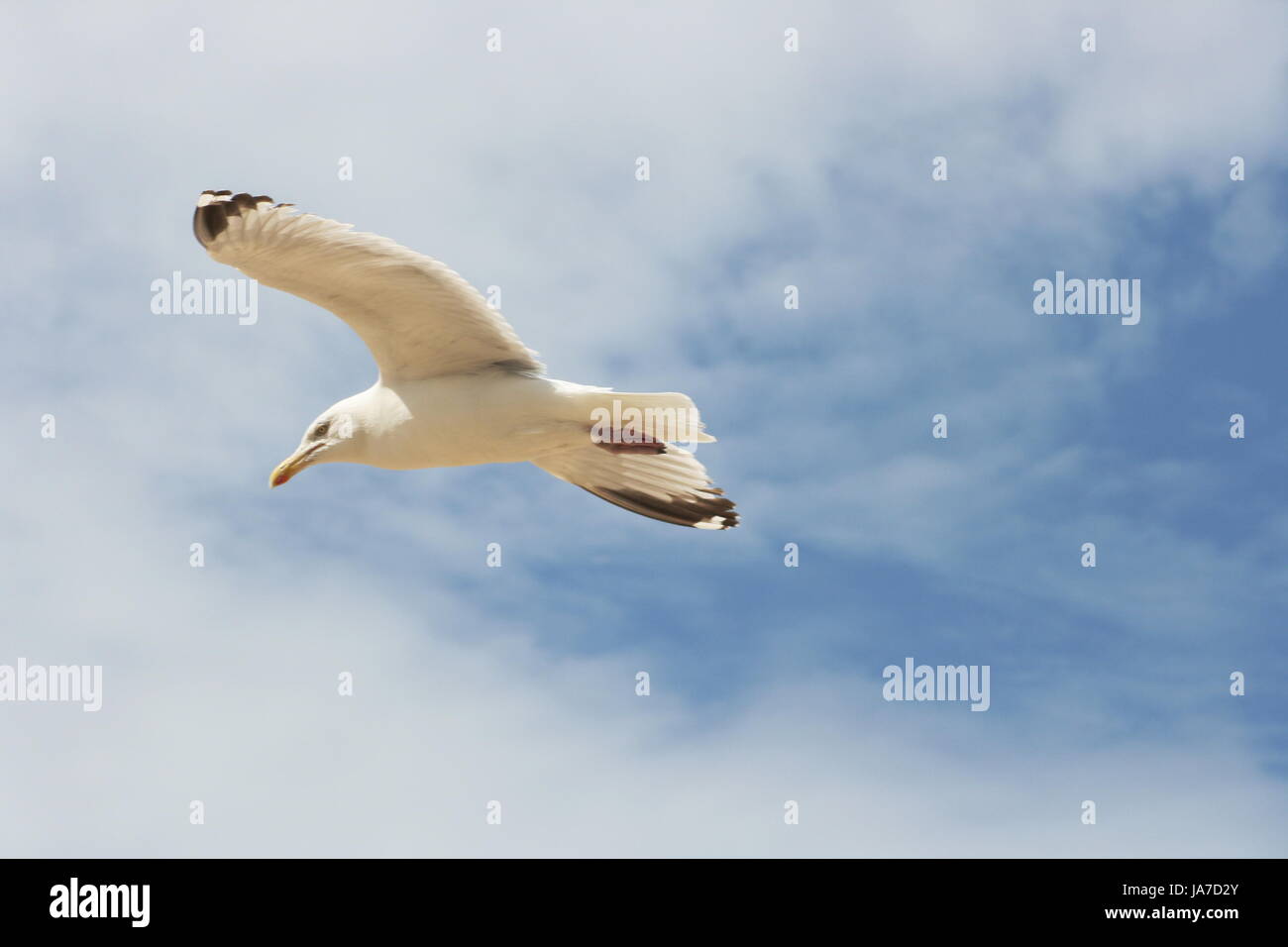 Close-up of a flying gull, with blue sky background Nahaufnahme einer ...