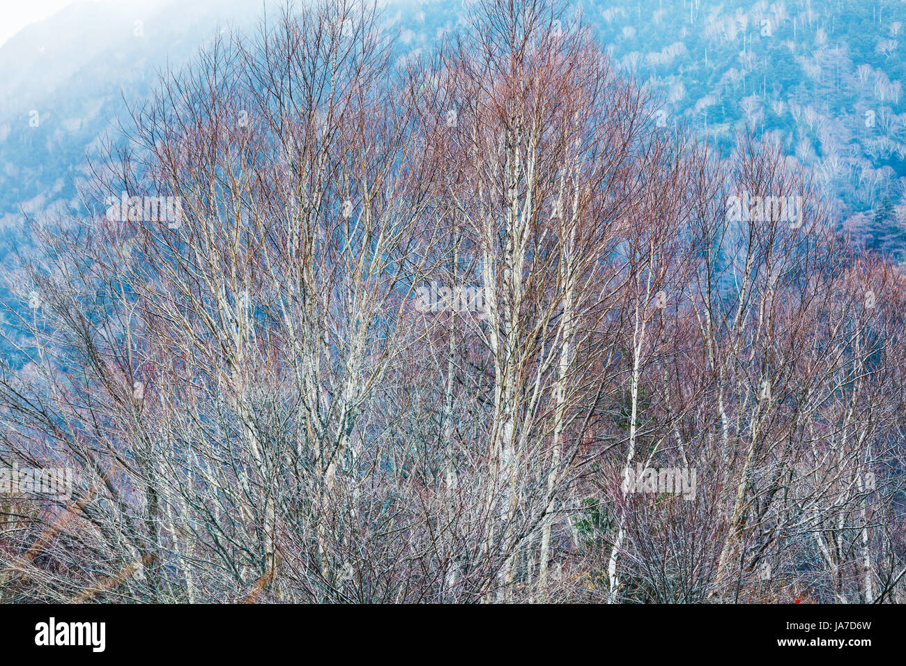 leaf, environment, enviroment, tree, wood, trunk, jungle, branch, weed ...