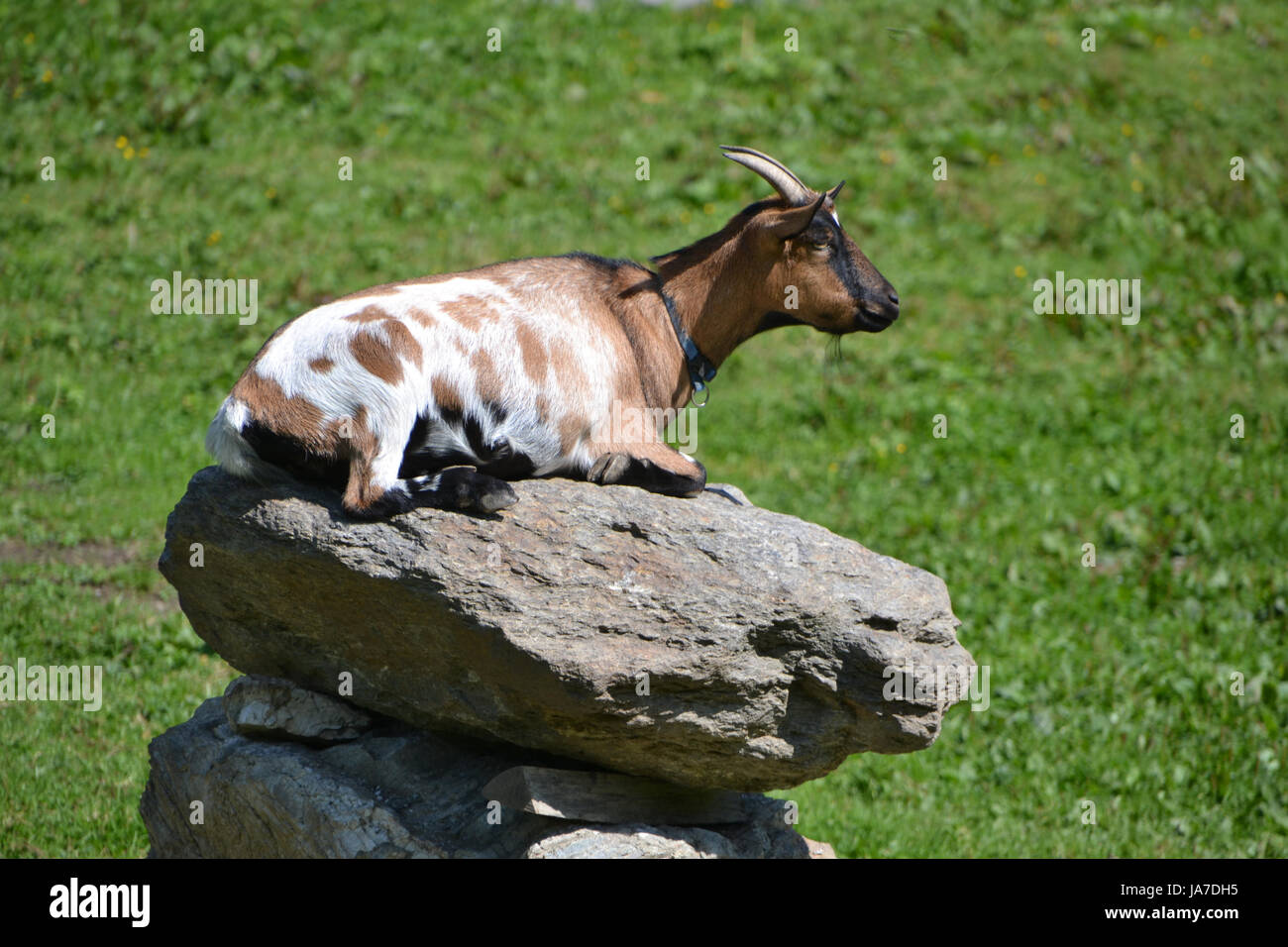 stone, goat, lie, lying, lies, cornets, chamois, he-goat, stone, shine ...