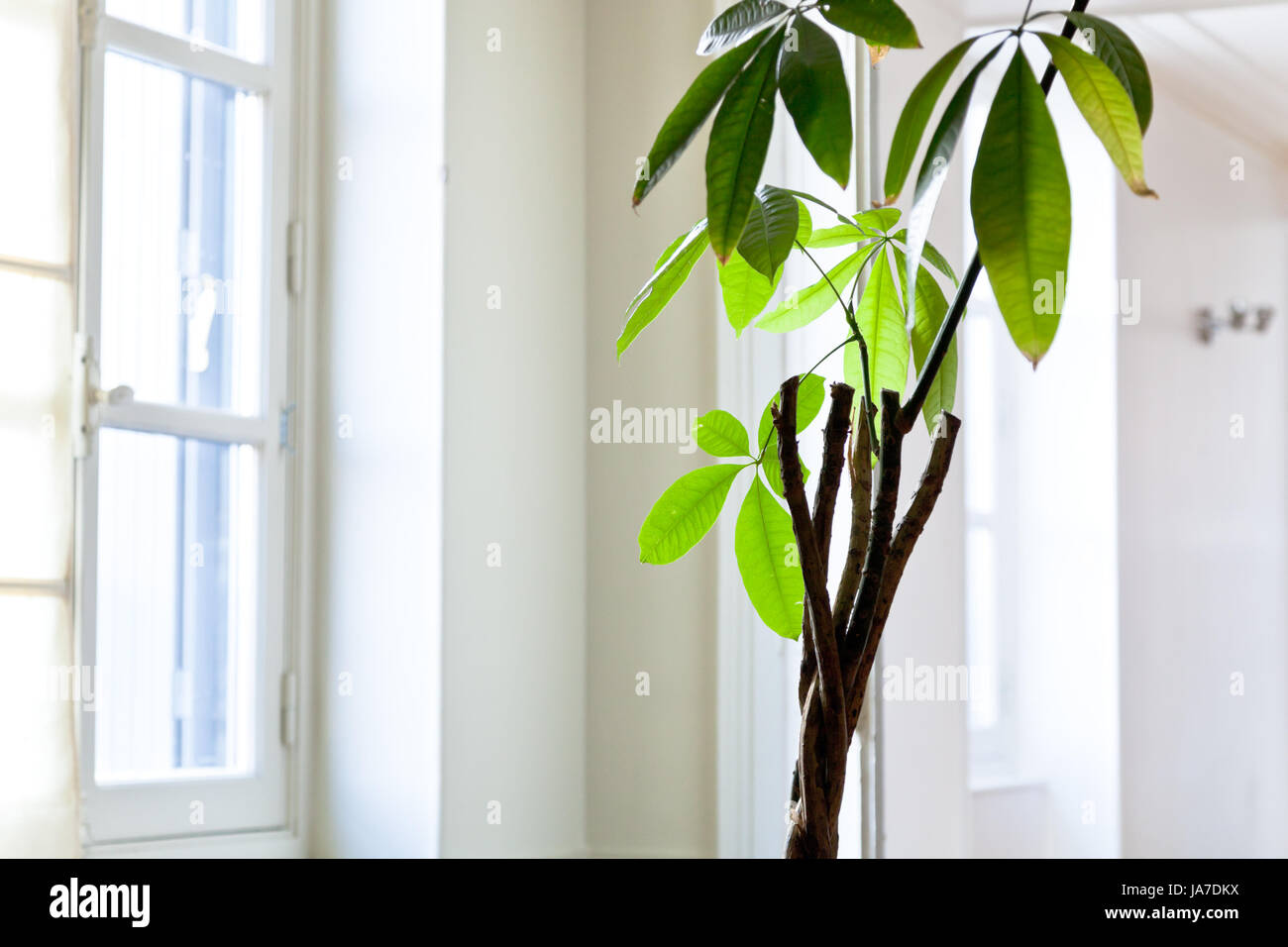house, building, office, leaf, tree, window, porthole, dormer window ...