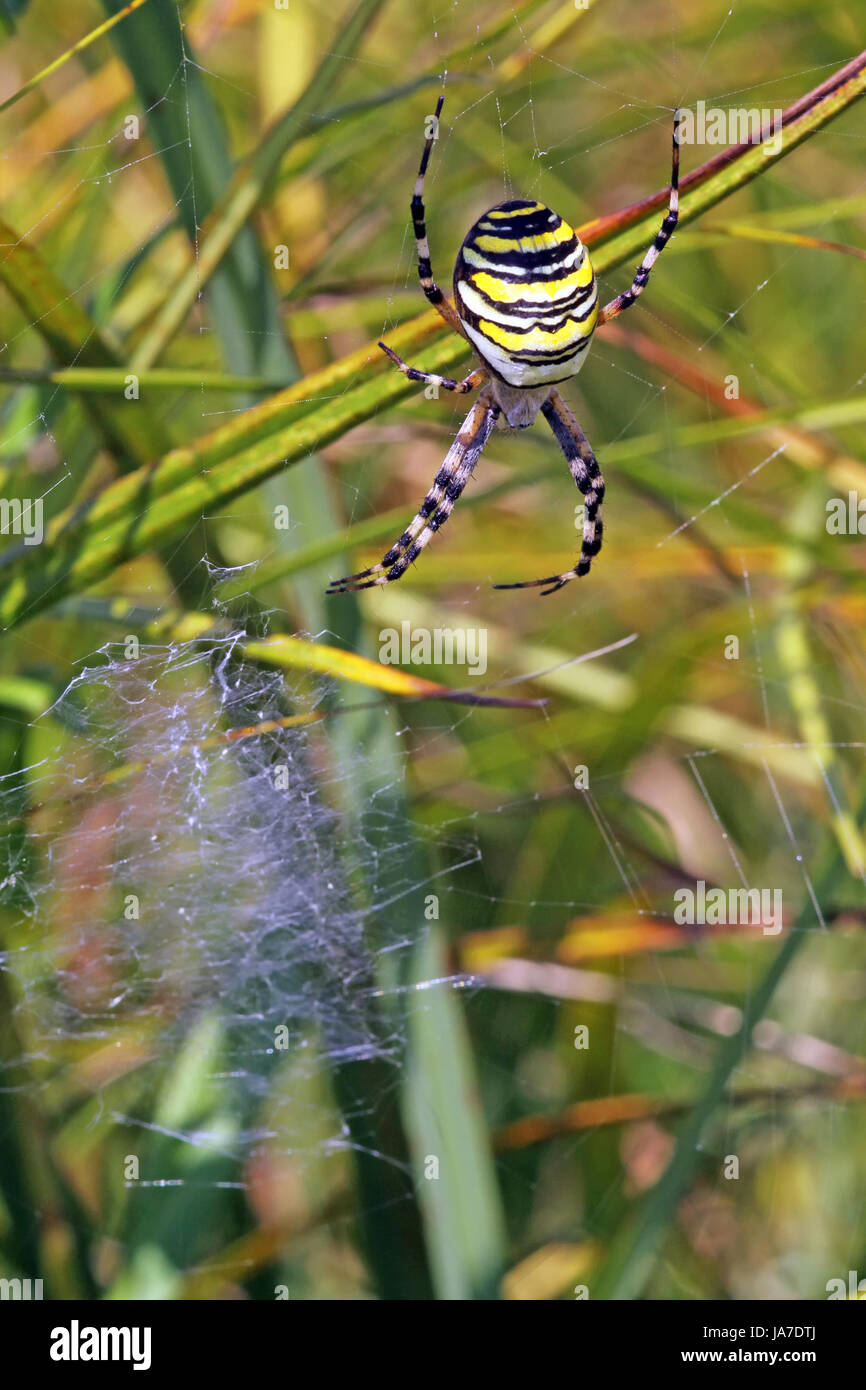 silk ribbon spider argiope bruennichi Stock Photo - Alamy
