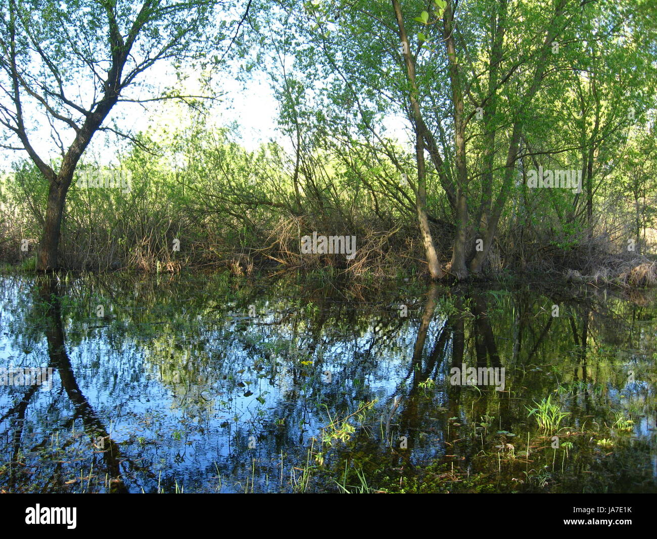 spring, bouncing, bounces, hop, skipping, frisks, jumping, jump, flood ...