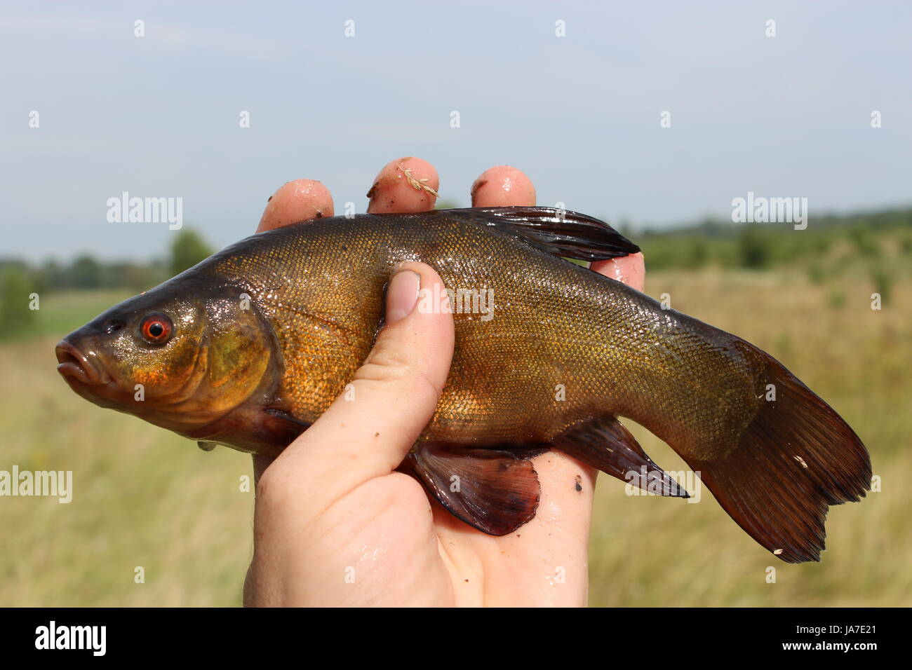 big, large, enormous, extreme, powerful, imposing, immense, relevant ...