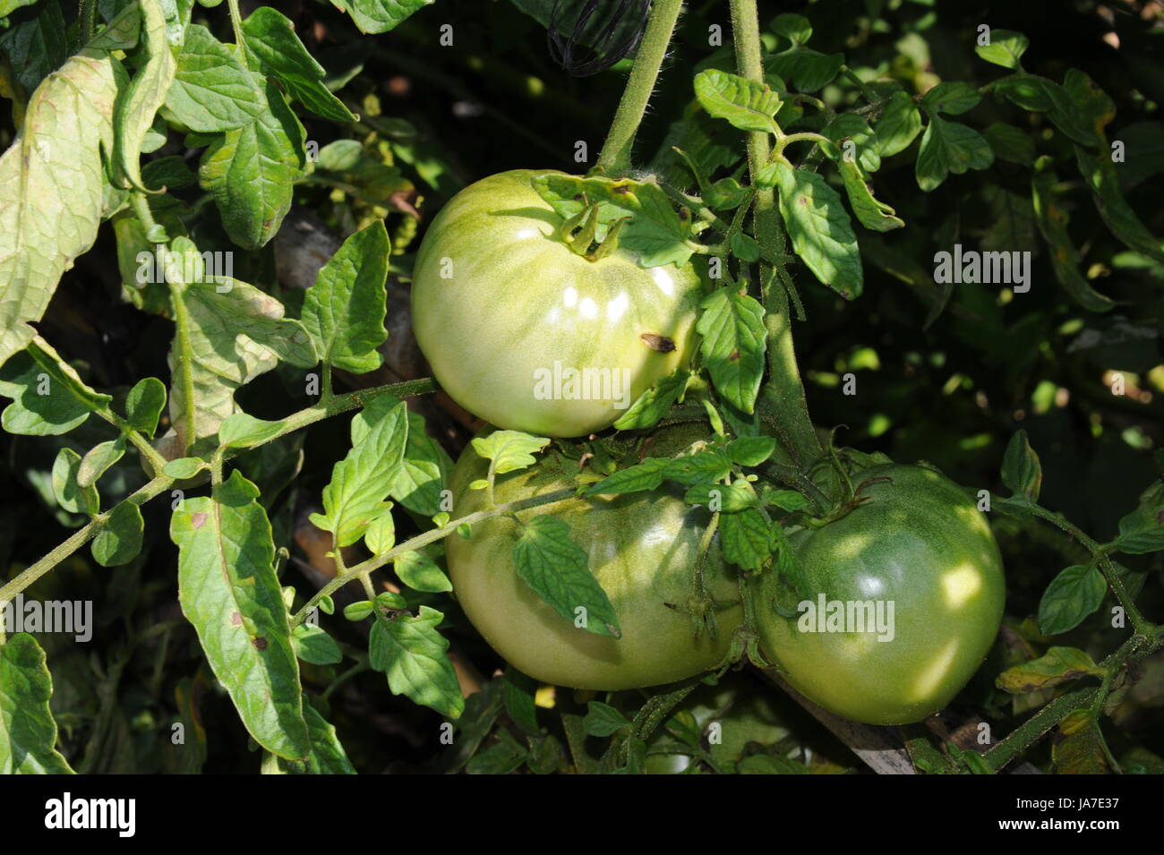 green, vegetable, tomatoes, tomatos, harvest, tomato, green, vegetable ...