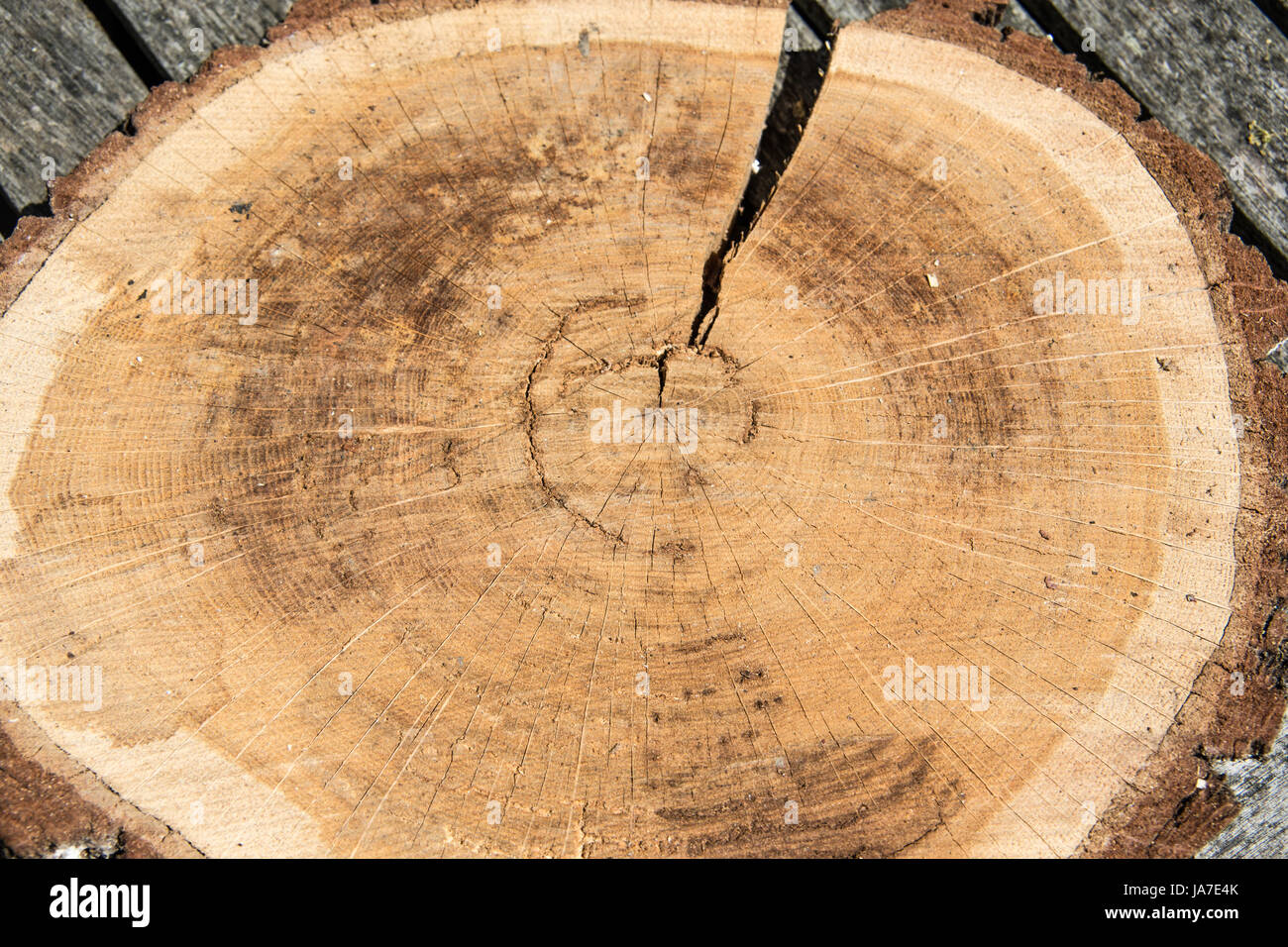 tree, wood, deciduous trees, cross-section, annual rings, wood ...
