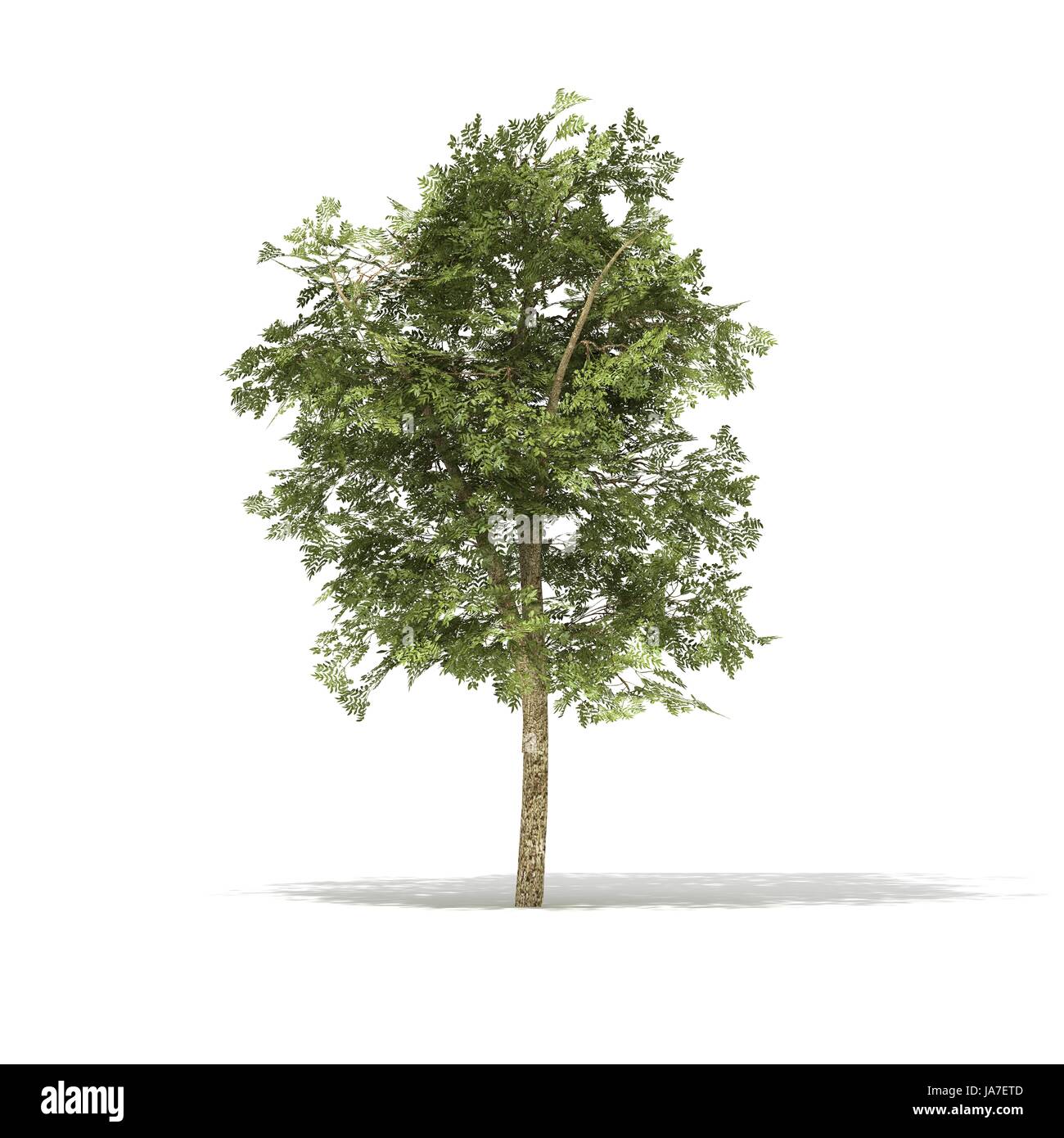 leaf, big, large, enormous, extreme, powerful, imposing, immense ...