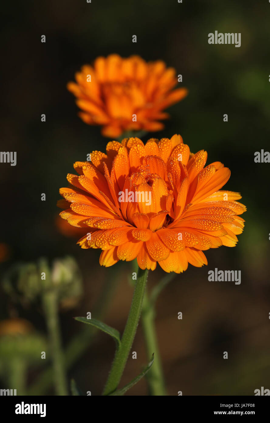 plant, flower, green, leaves, flowers, wet, dew, dewdrop, petals, moist ...