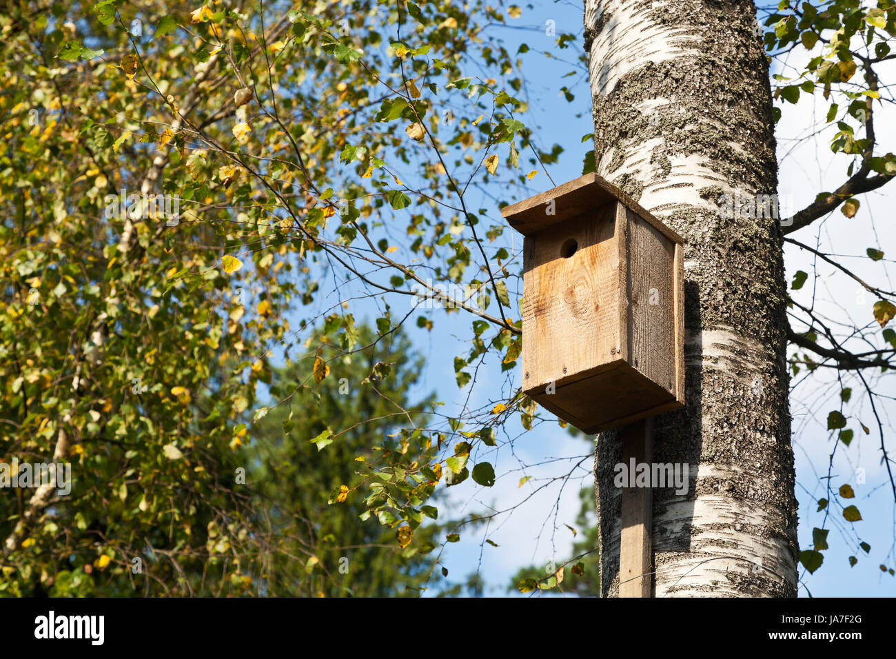 house, building, leaf, tree, bird, wood, trunk, shine, shines, bright ...