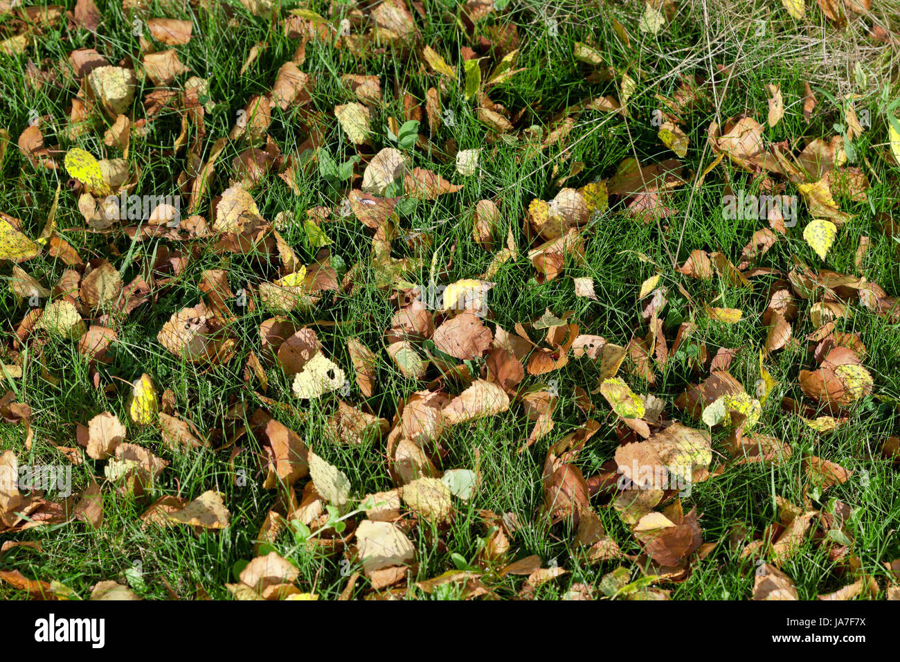 garden, leaves, shine, shines, bright, lucent, light, serene, luminous ...