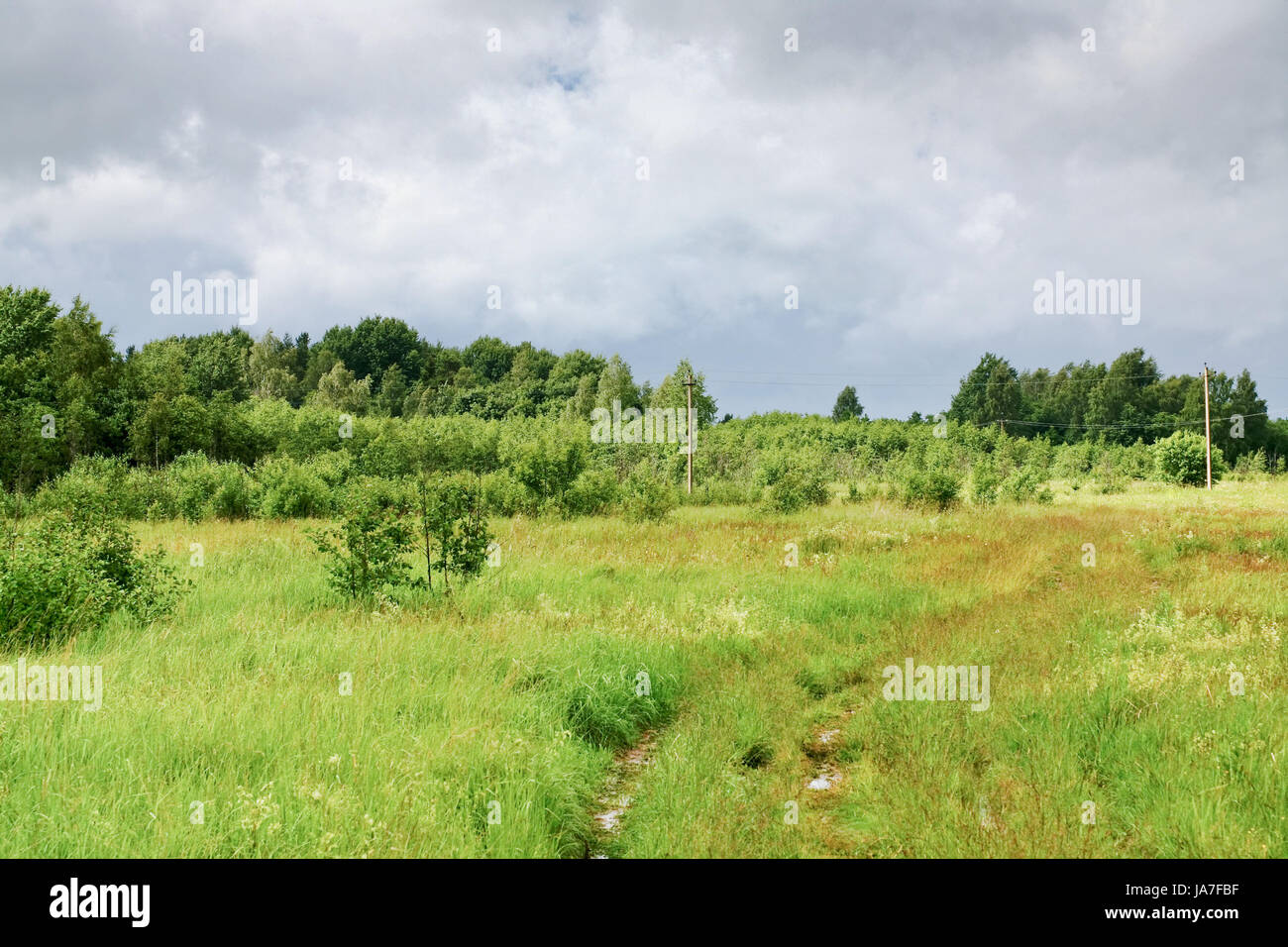 tree, greenland, swamp, cloud, field, summer, summerly, cloudy, wet ...