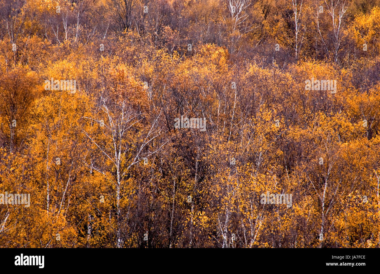 leaf, tree, park, trunk, branch, birch, dense, grove, thick, wide, fat ...