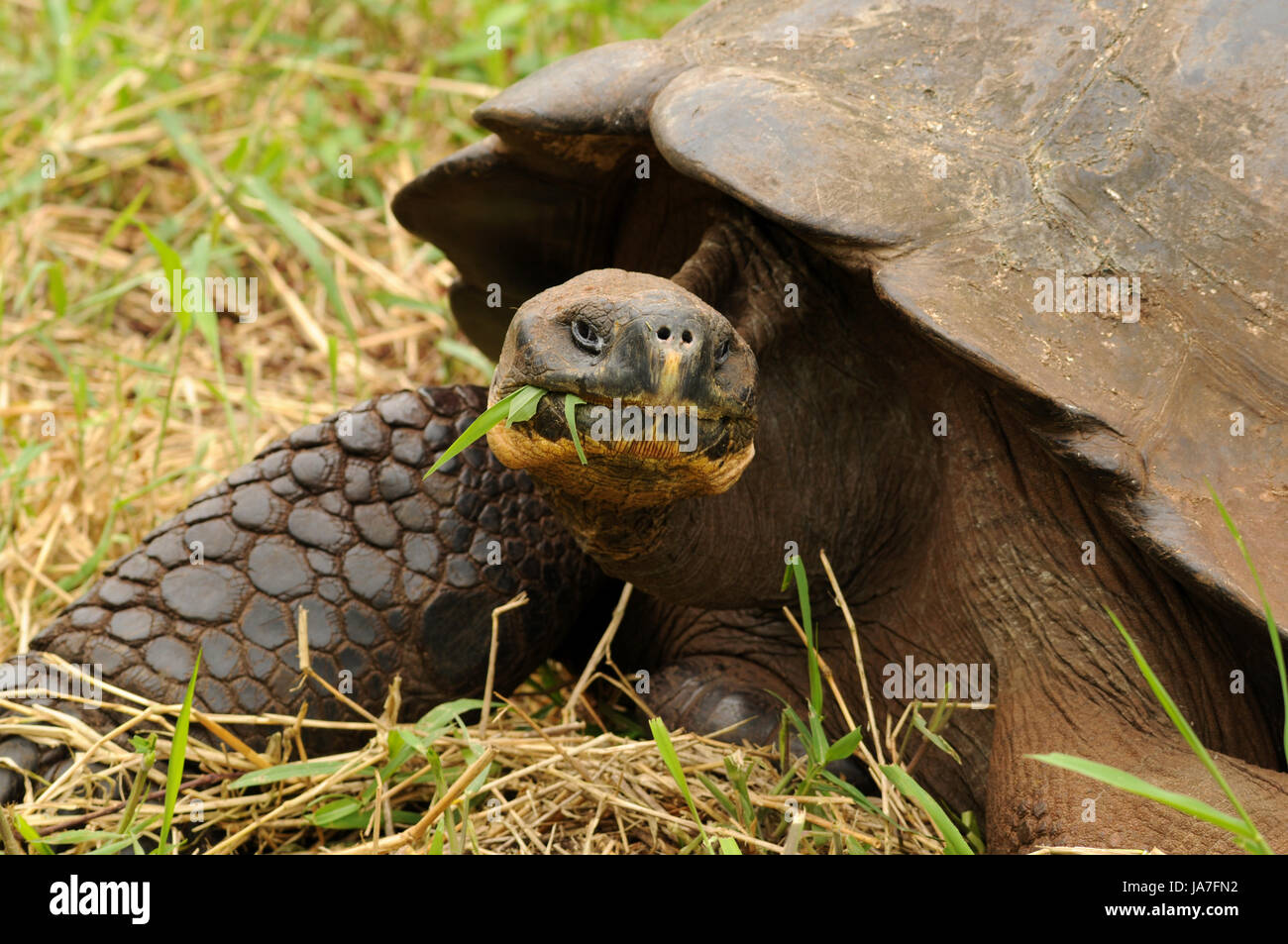 galapagos giant tortoise Stock Photo - Alamy