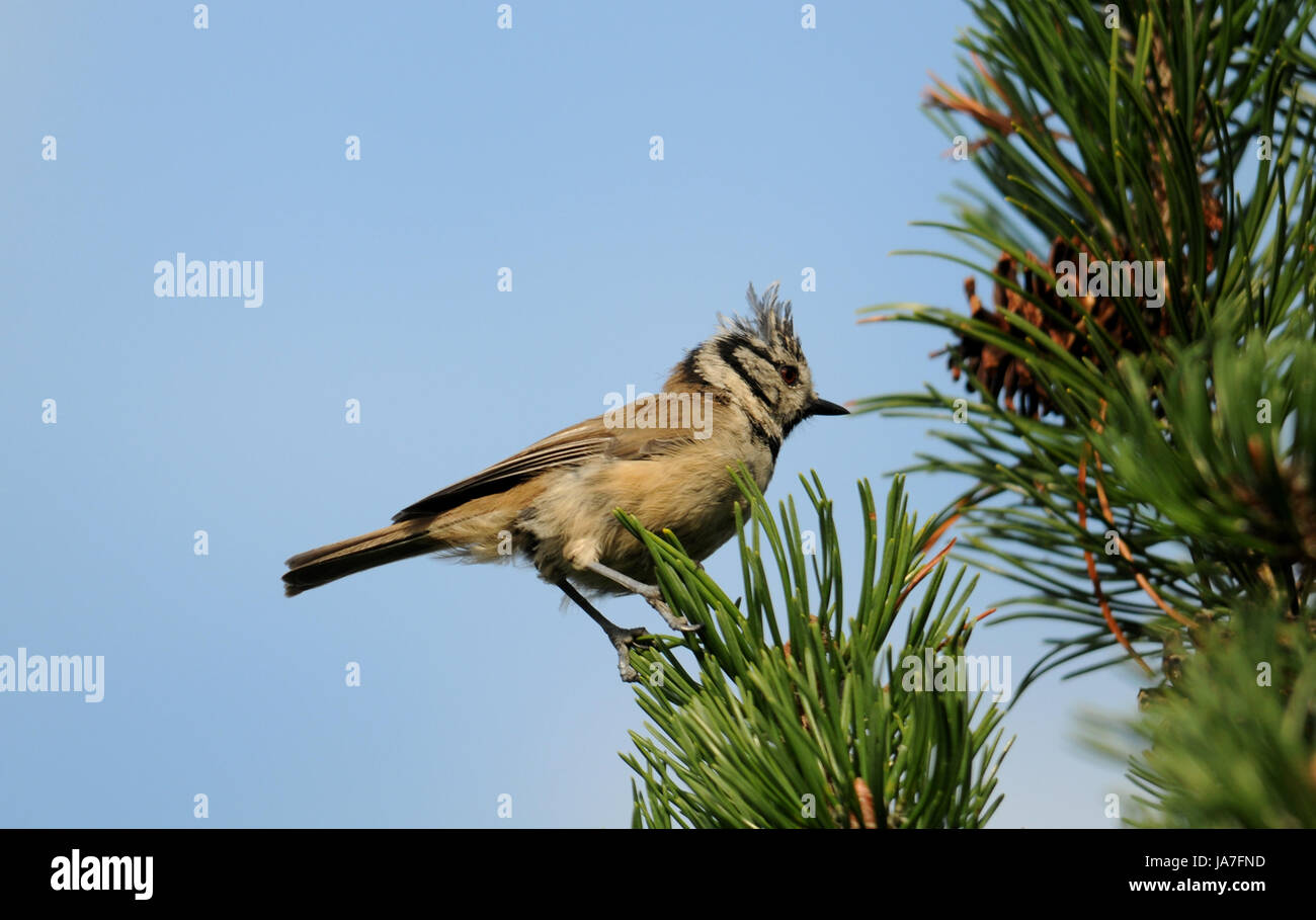 Gemeinekiefer hi-res stock photography and images - Alamy