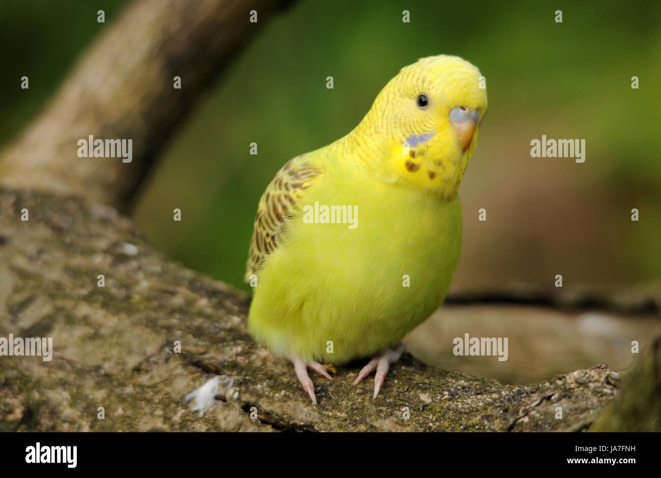 australia, budgerigar, parakeet, parrot, australia, budgerigar ...