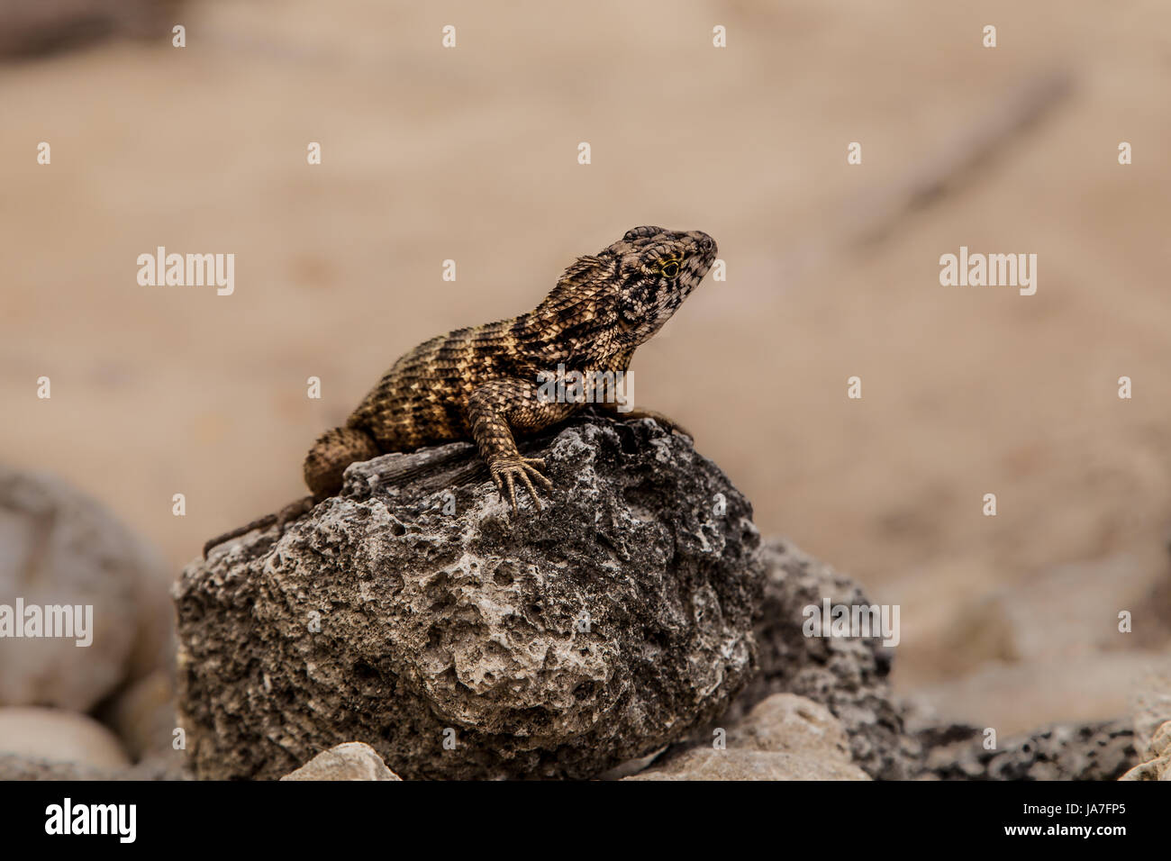 lizard, animals, saurian, dragon, reptiles, dinosaur, nature, lizard ...