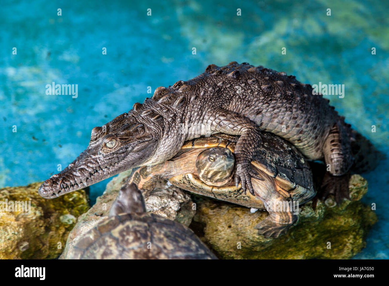 animals, crocodile, anomalous, unusual, reptiles, love, in love, fell ...