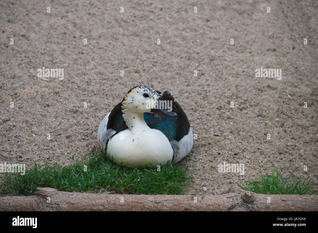 Bump on beak hi-res stock photography and images - Alamy