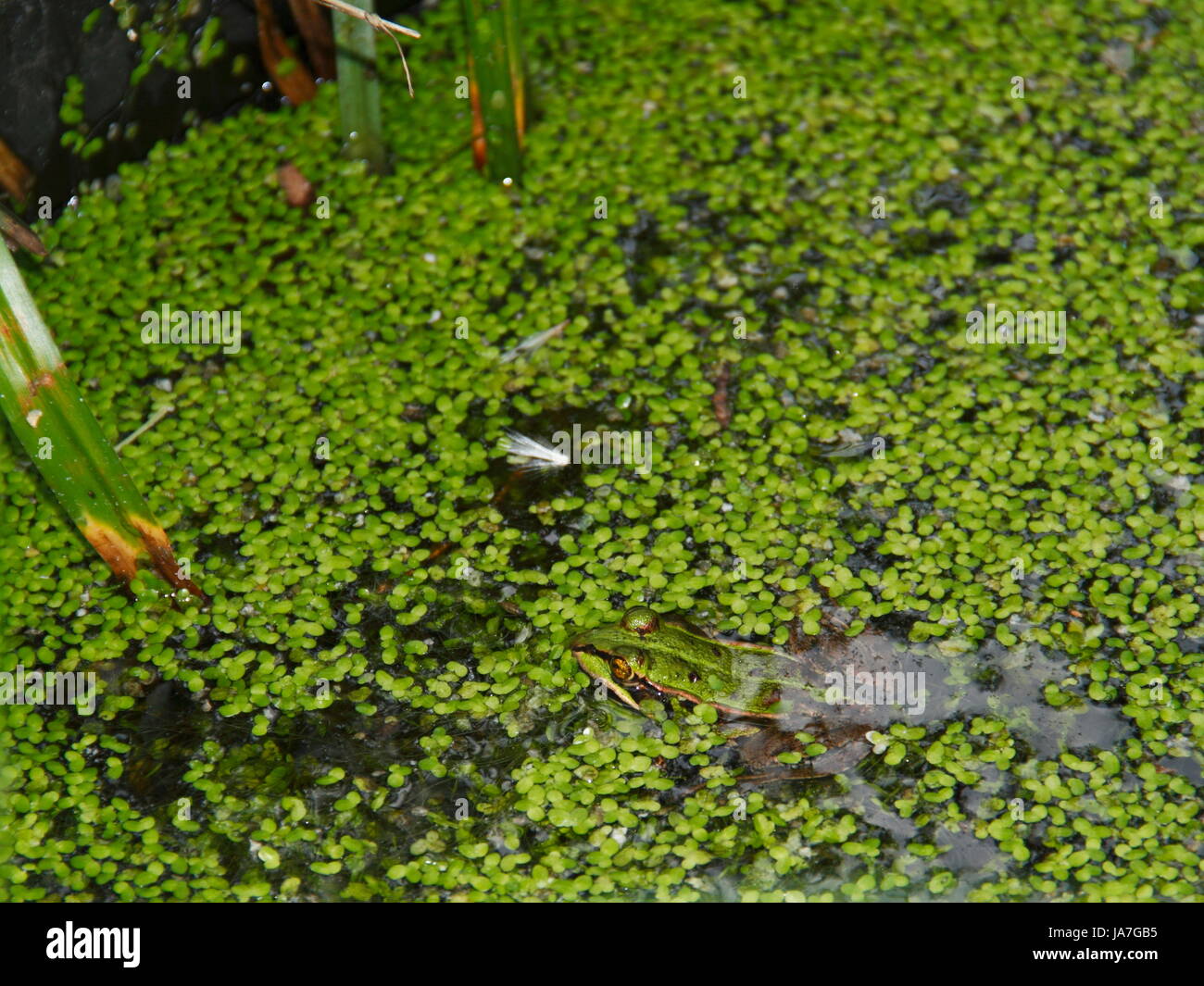 frog in pond Stock Photo - Alamy