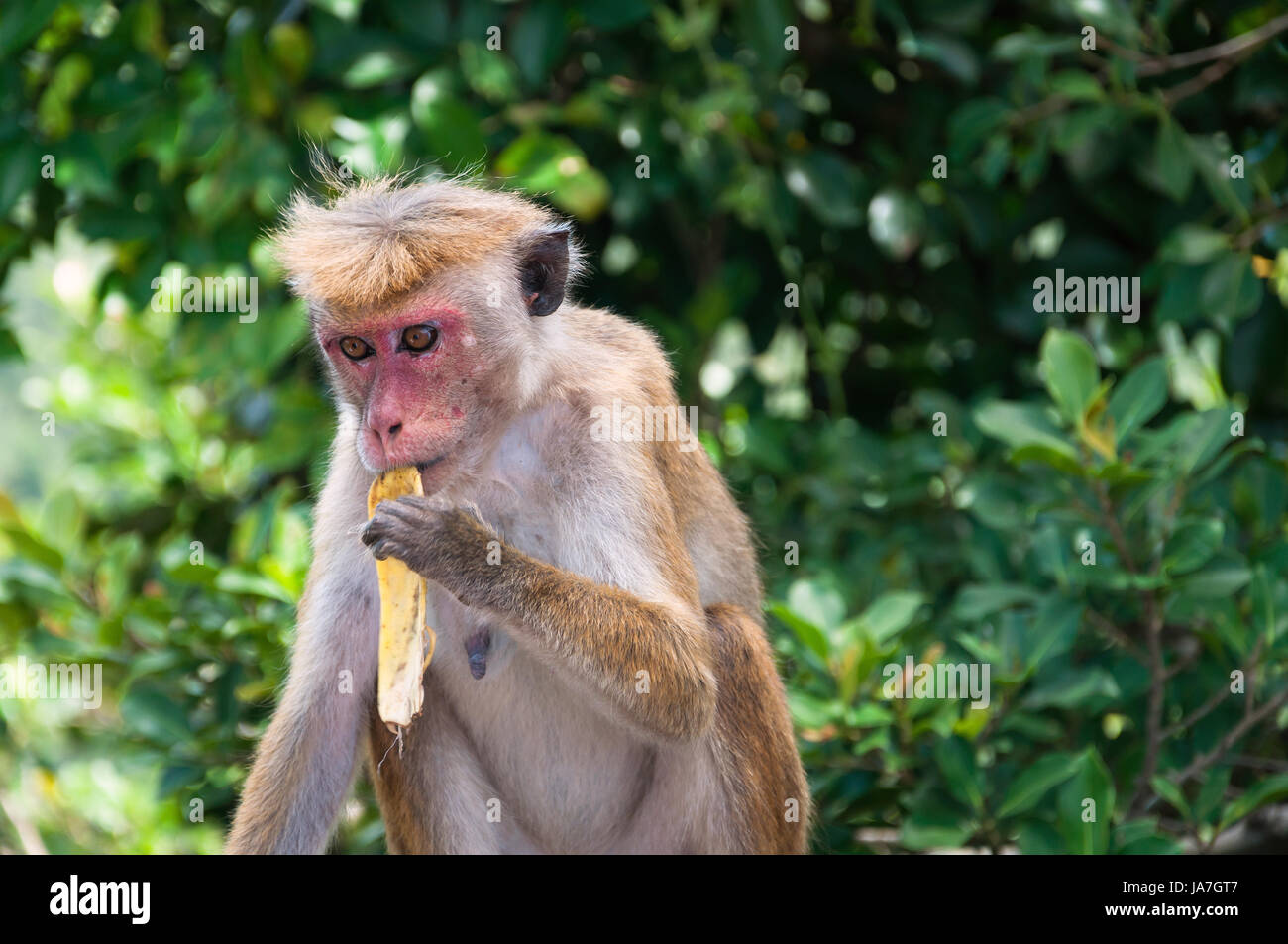 Banana Monkey By A Tree