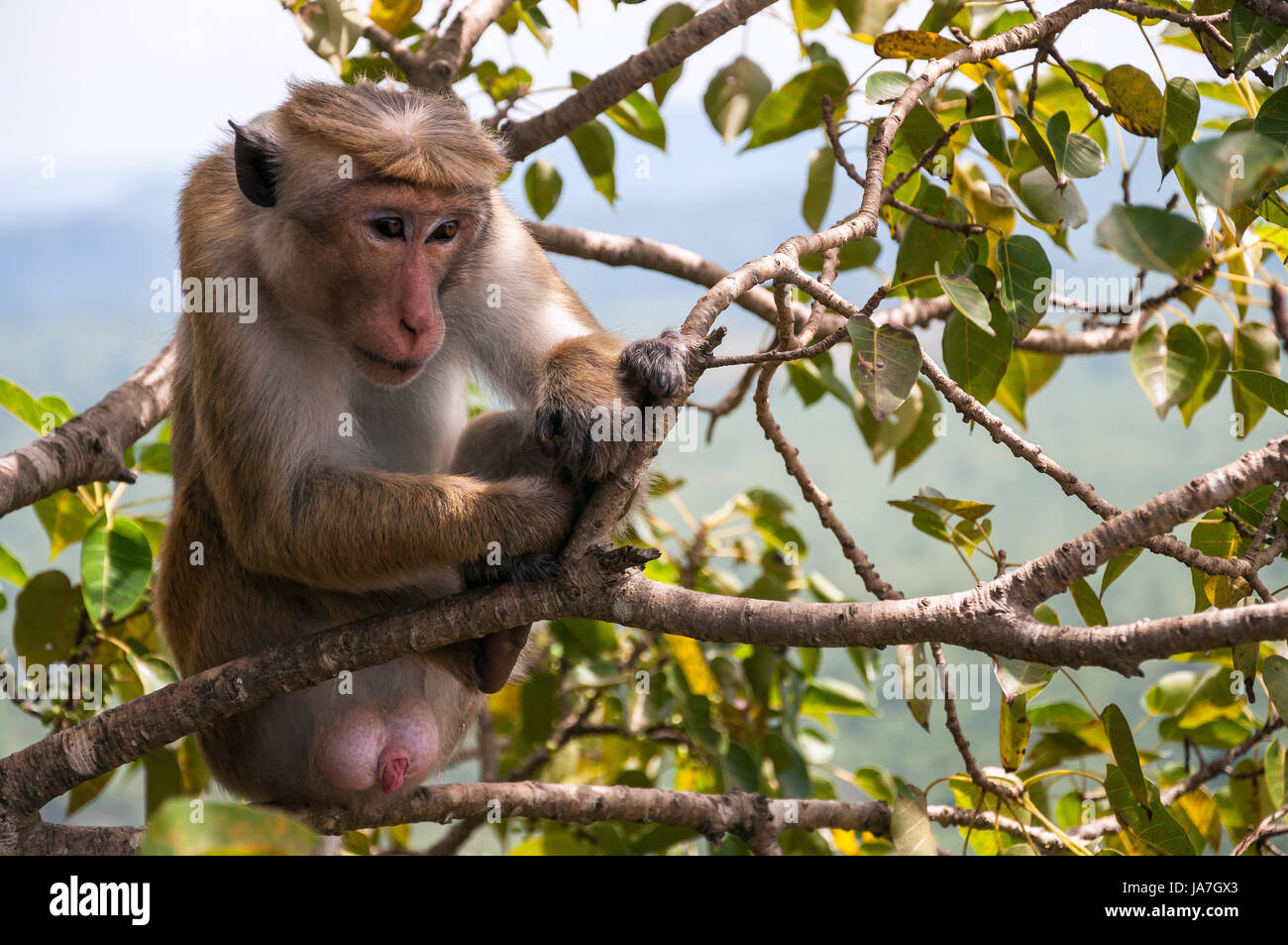 face, leaves, monkey, foliage, tree, trees, wild, face, leaves, monkey ...