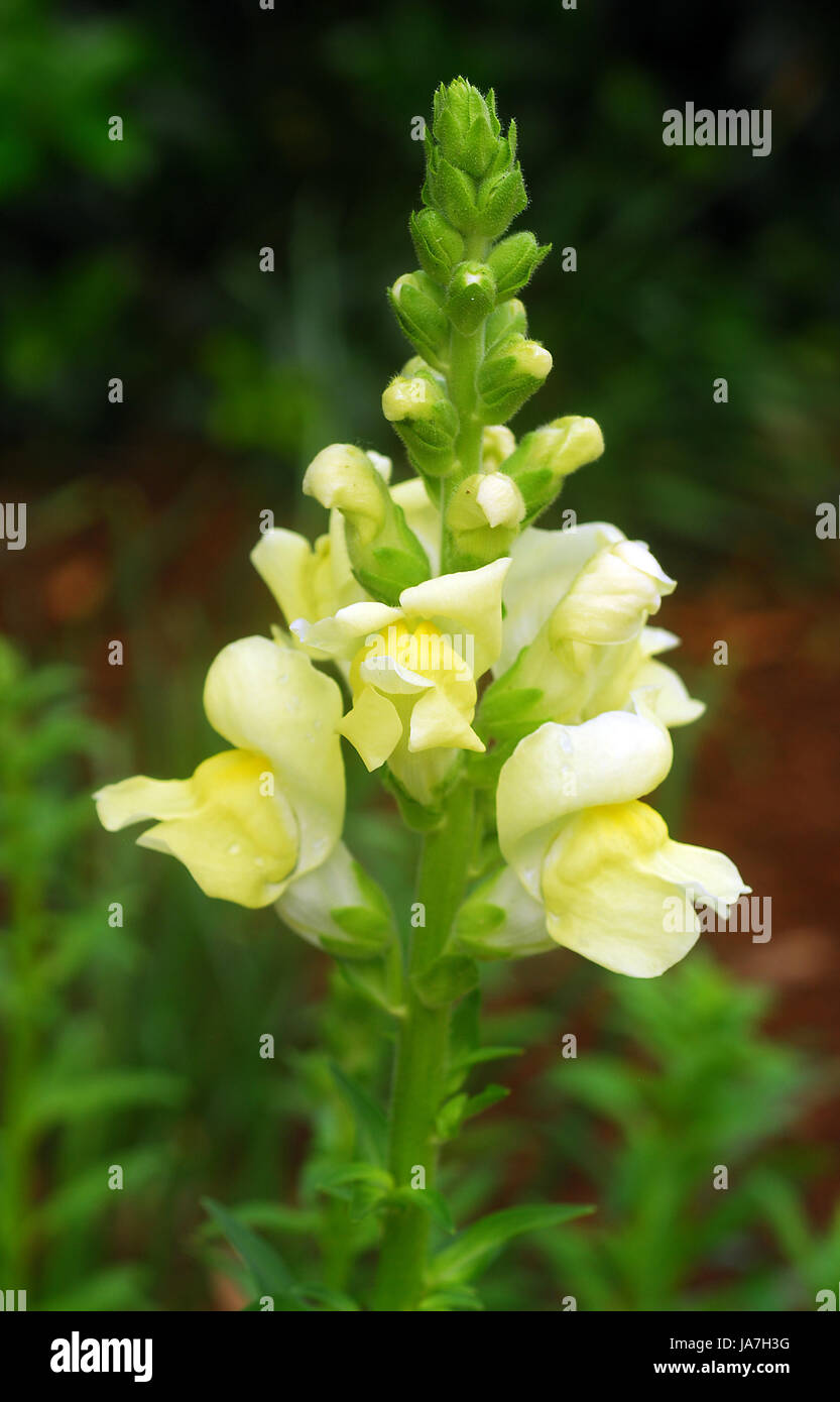 colour, closeup, garden, flower, plant, bloom, blossom, flourish ...