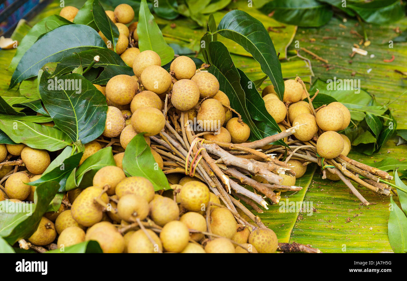 Shell branch fruit thailand hi-res stock photography and images - Alamy