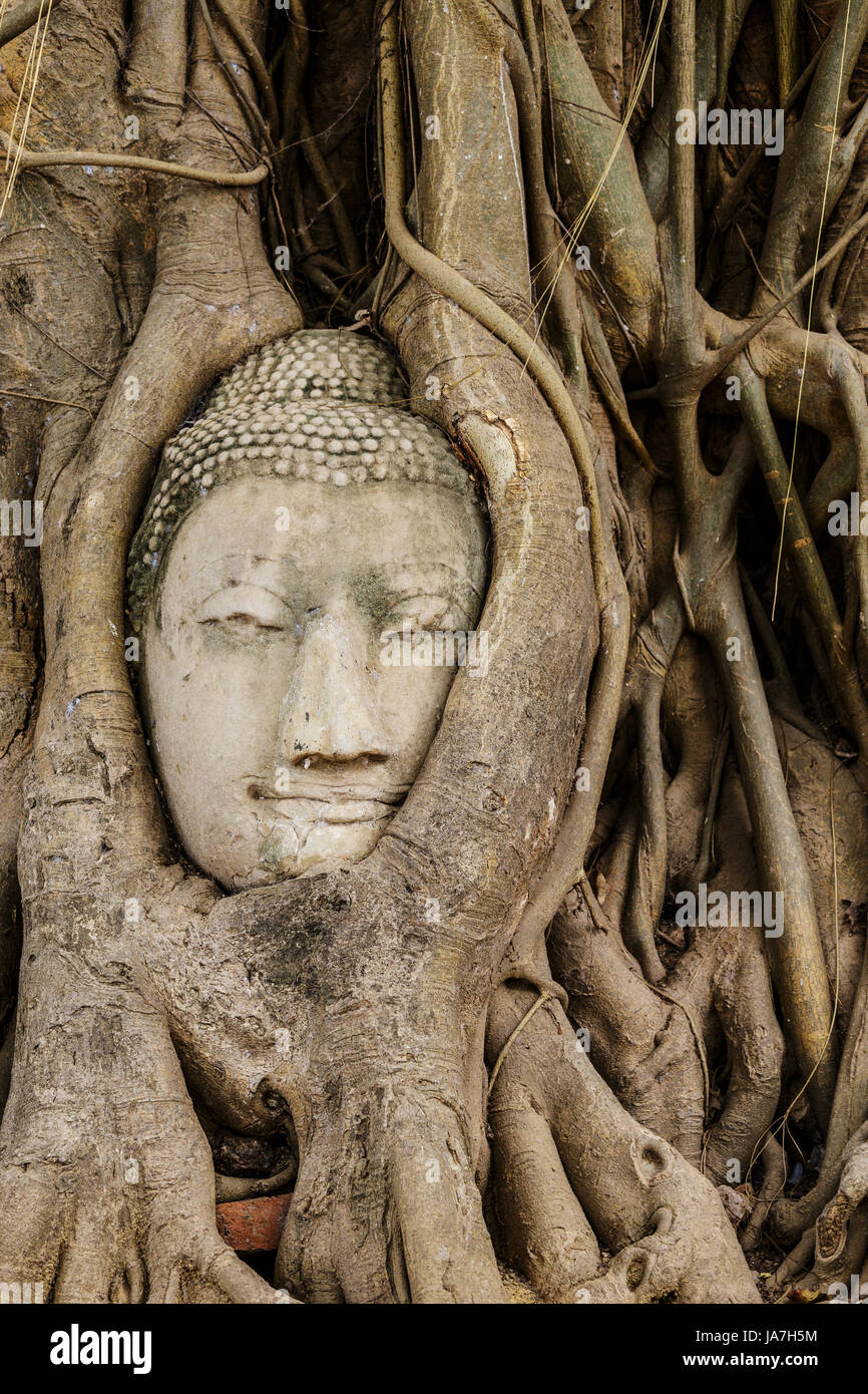 religious, temple, monument, culture, tree, statue, trunk, buddha, wall ...