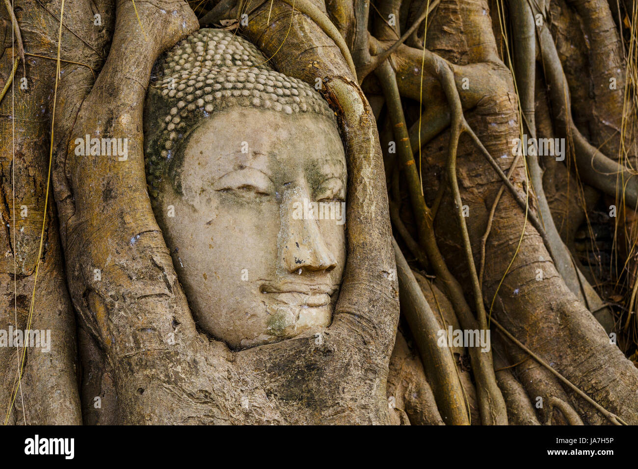 religious, temple, monument, culture, tree, statue, trunk, buddha, wall ...