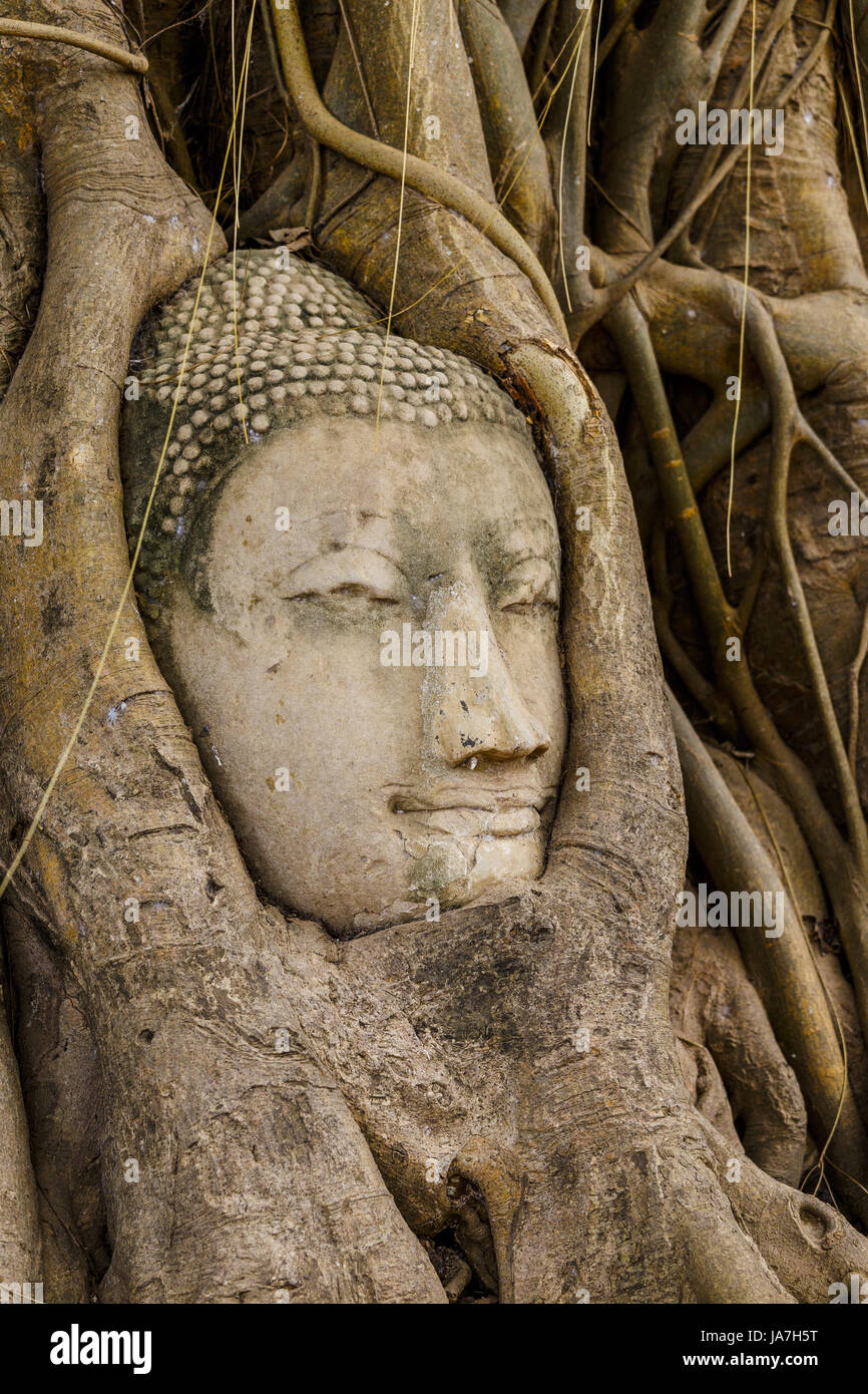 religious, temple, monument, culture, tree, statue, trunk, buddha, wall ...