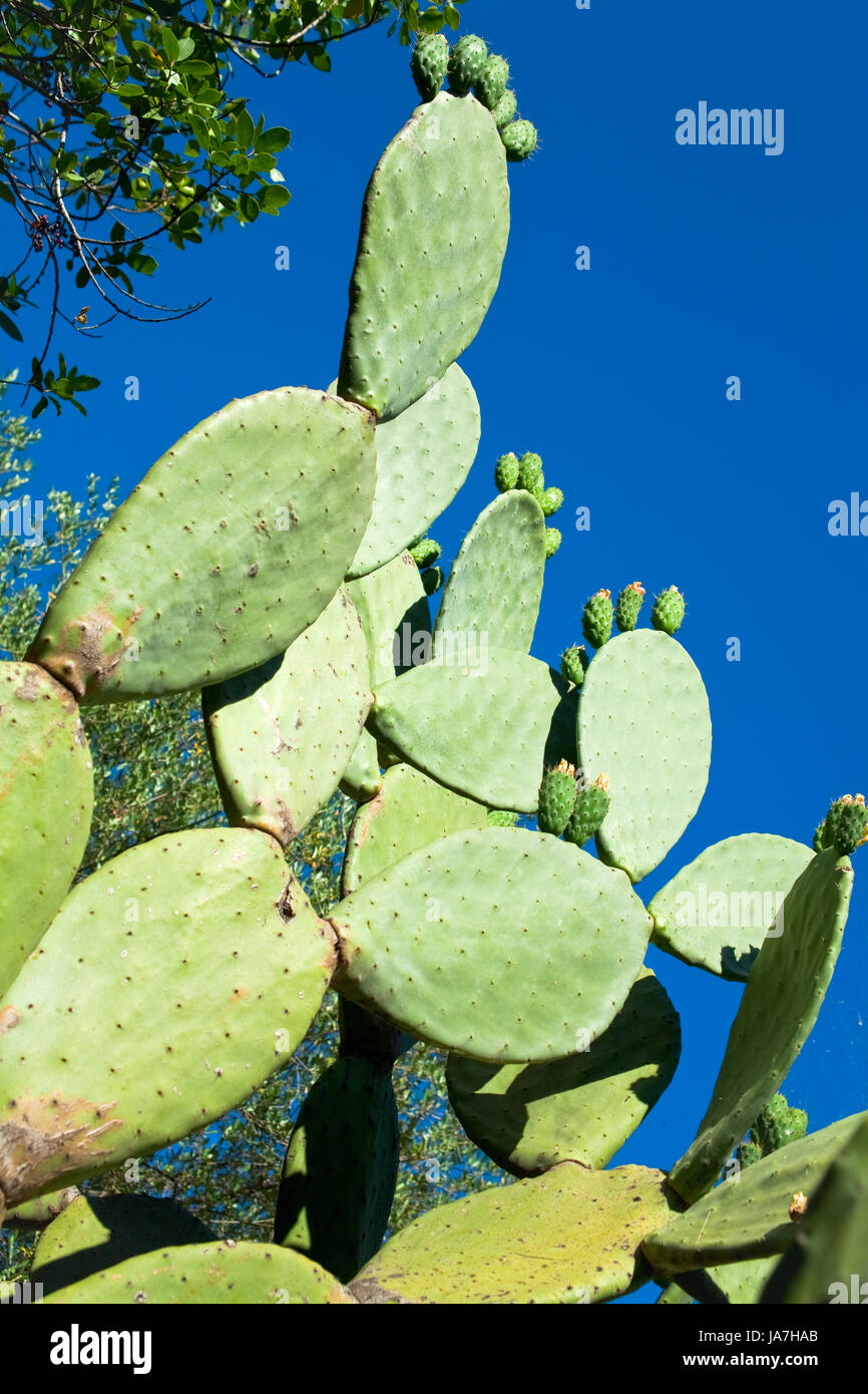 blue, closeup, green, summer, summerly, hot, prickle, outdoor, bud ...