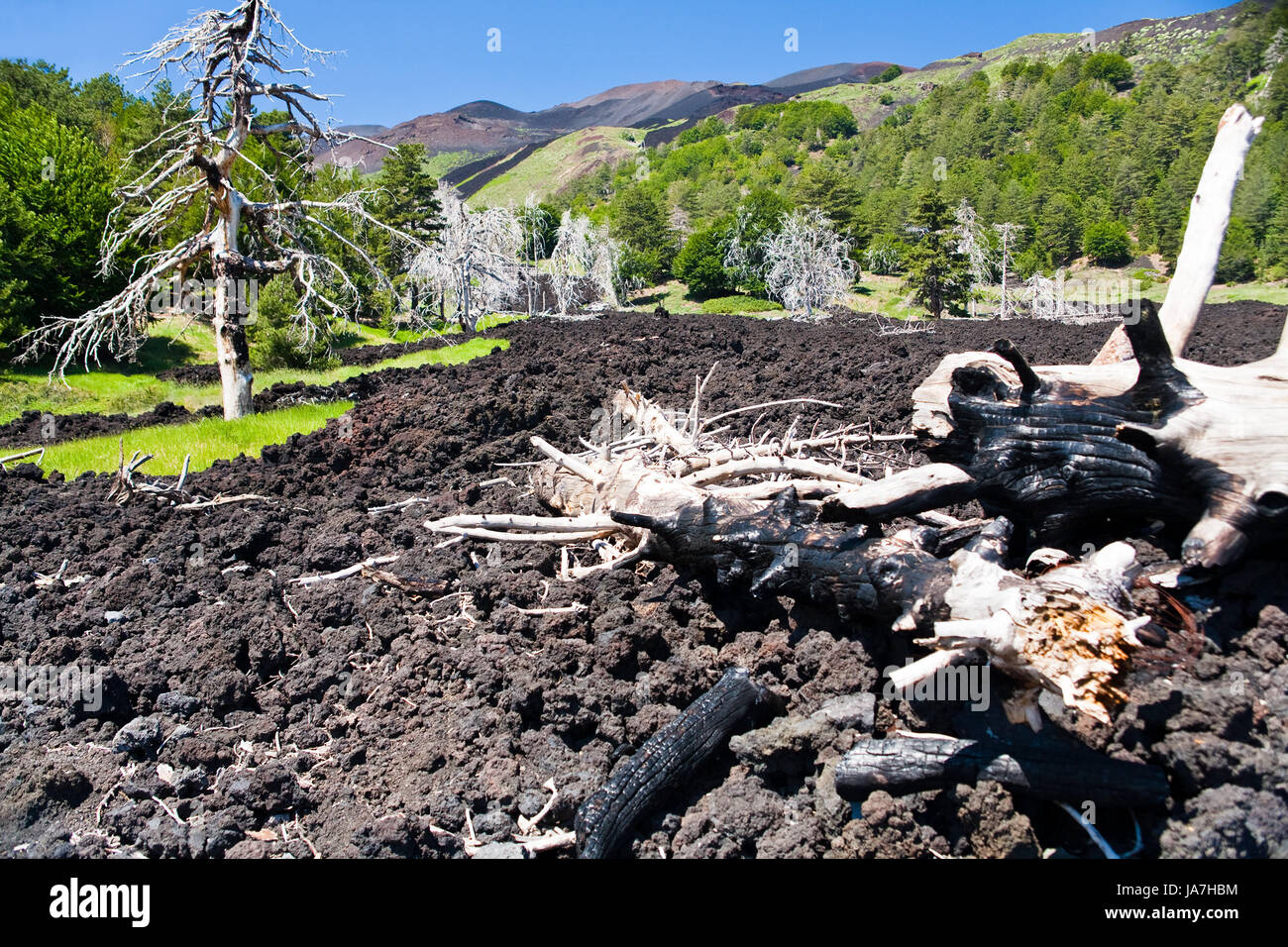 blue, tree, flow, hill, stone, ground, soil, earth, humus, trunk, pine ...