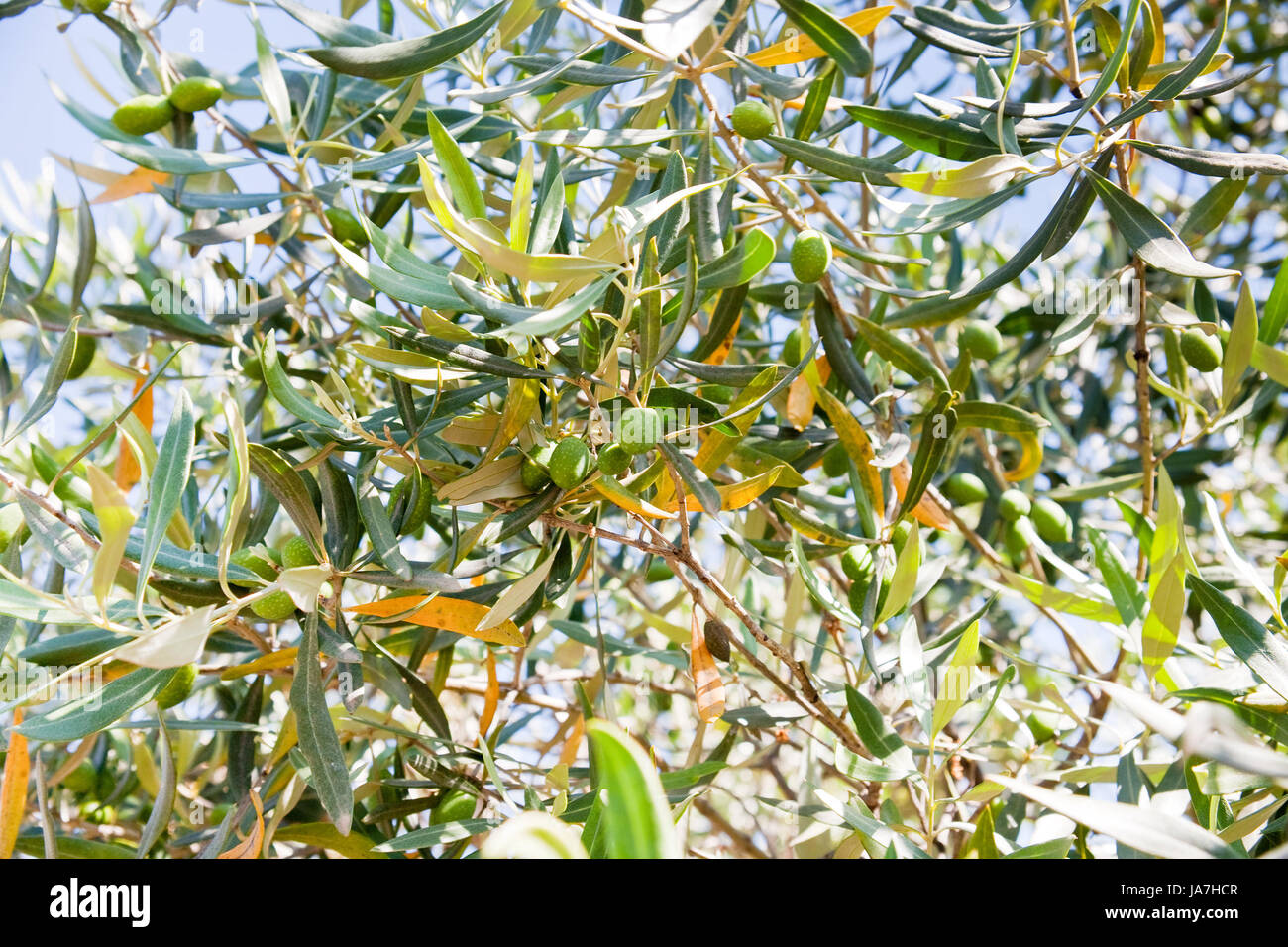 blue, leaf, closeup, tree, garden, agriculture, farming, summer ...