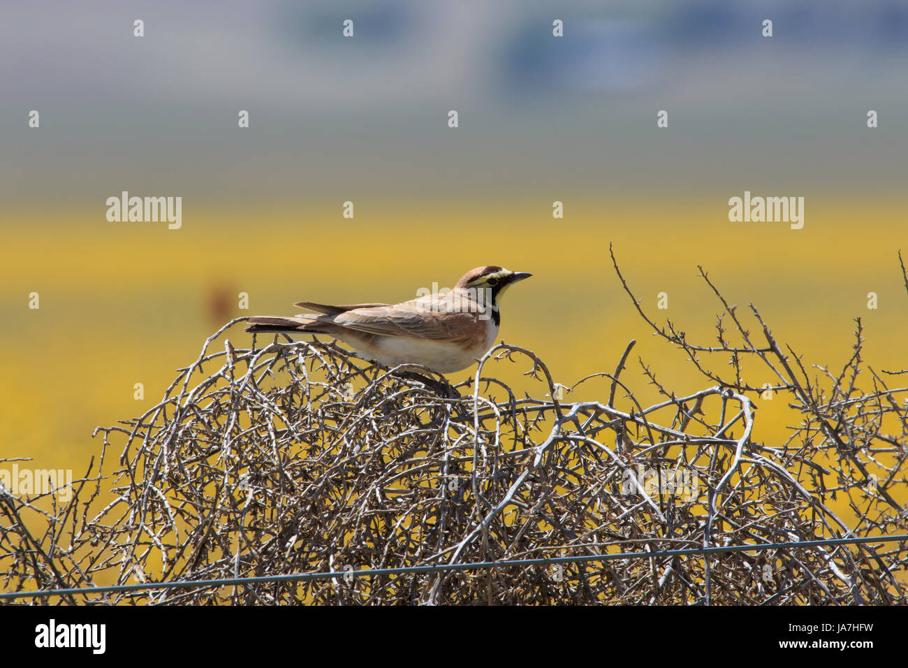 Field larks hi-res stock photography and images - Alamy